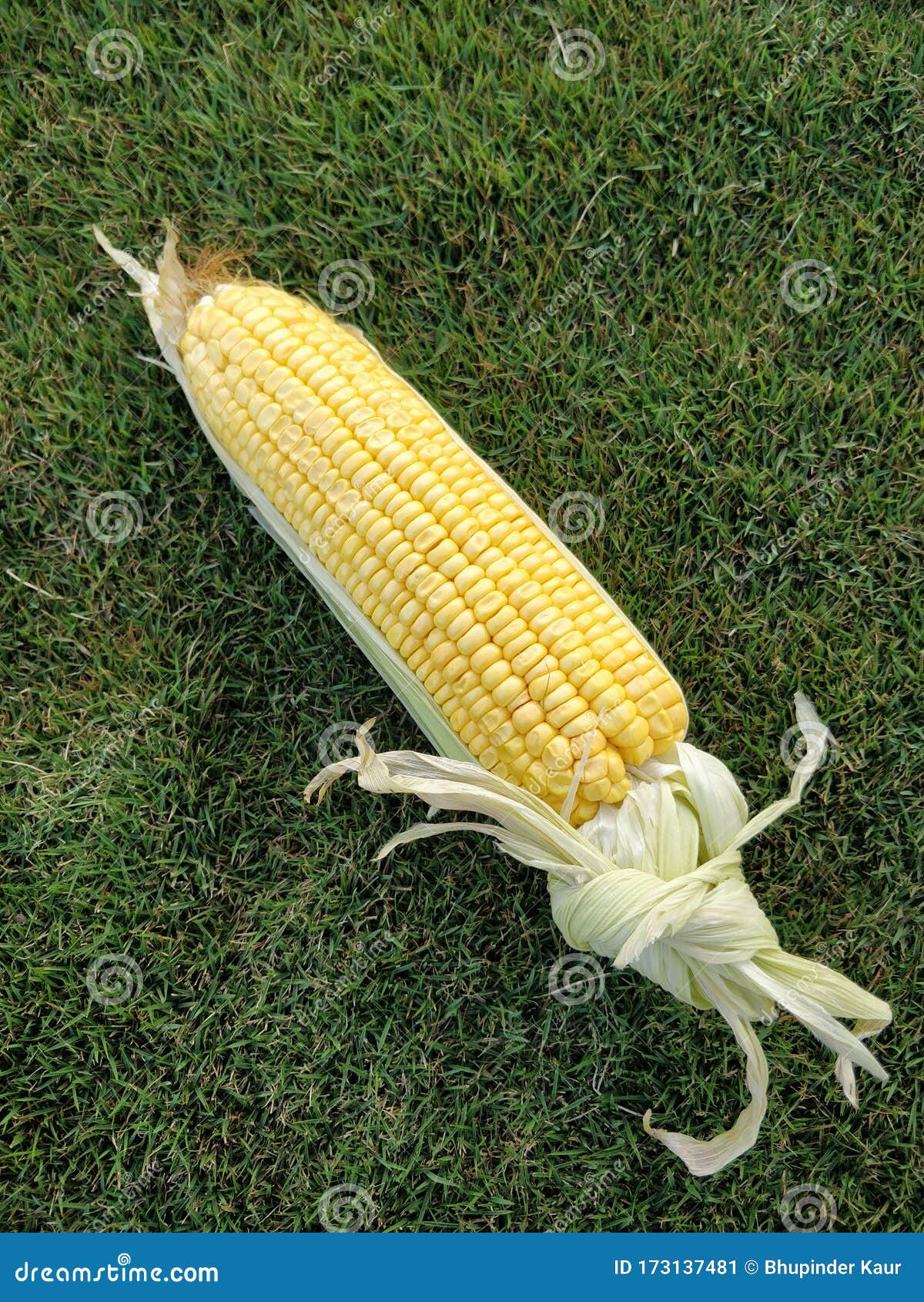 Single Ear of Corn Isolated with Half Husk on and Half Husk Removed and ...