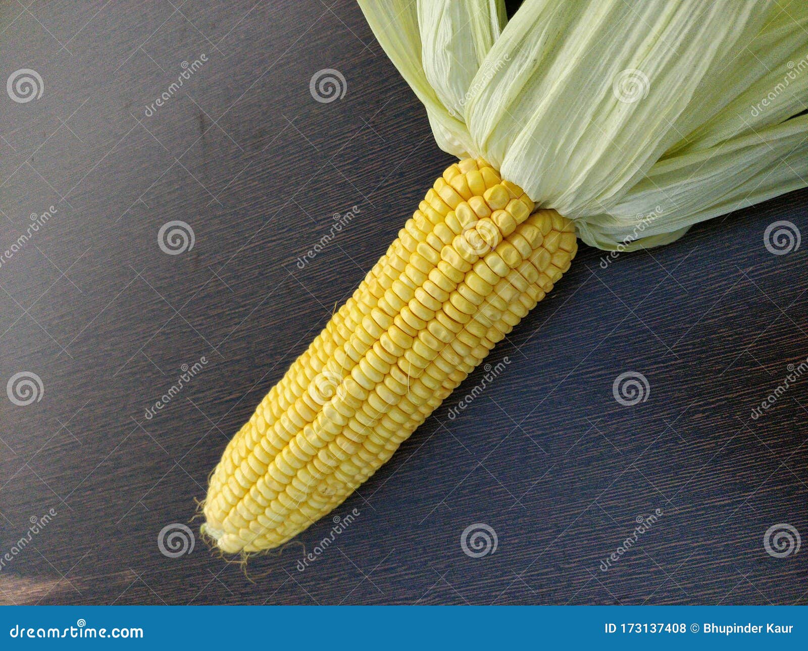 Single Ear of Corn Isolated with Husk Removed and Gethered at the Stem ...