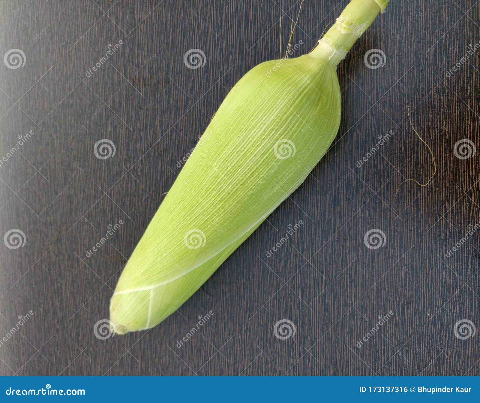 Single Ear of Corn Isolated with Its Husk Stem and Silk on. Green ...