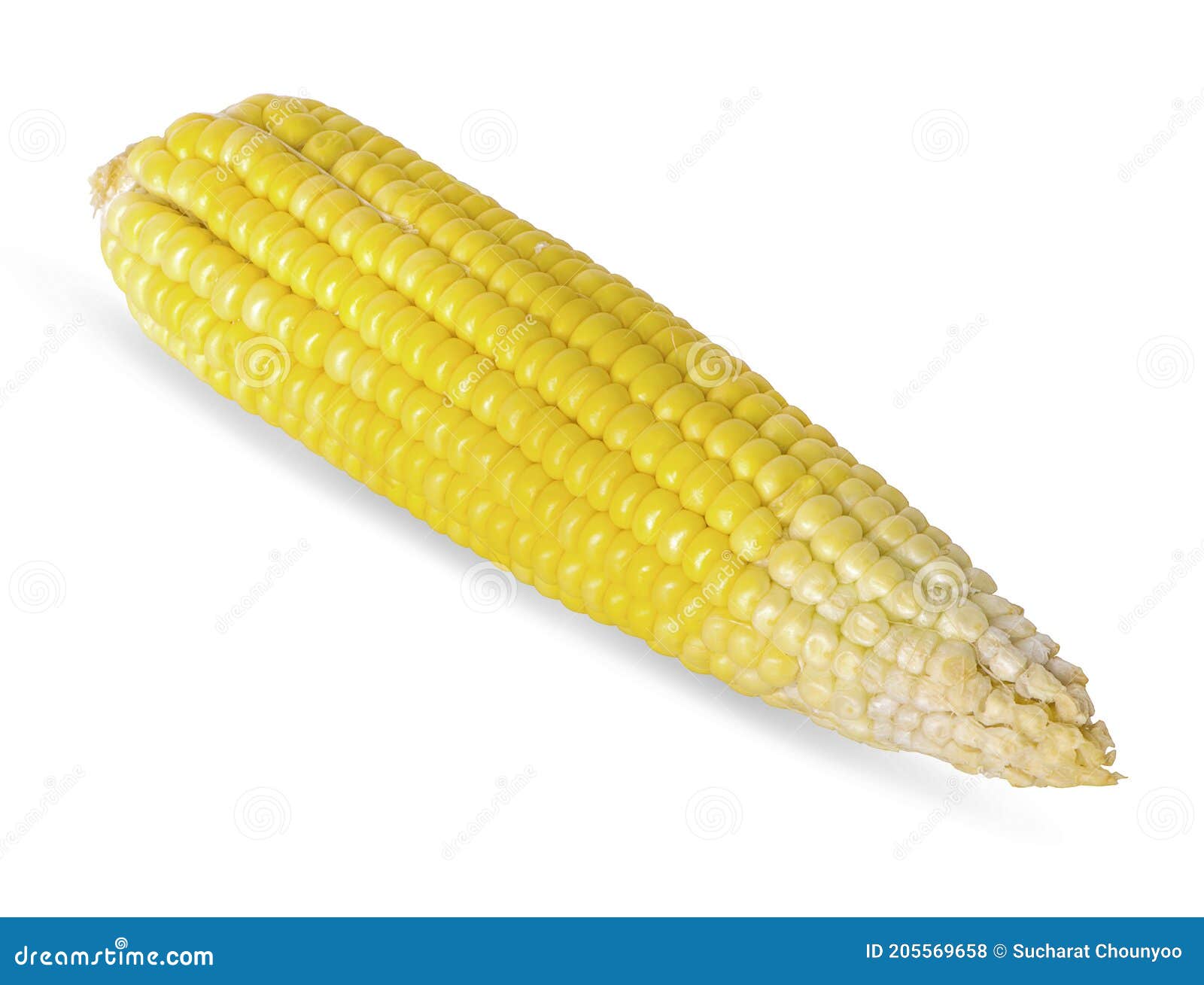 Single Ear of Corn Isolated on White Background Stock Photo - Image of ...