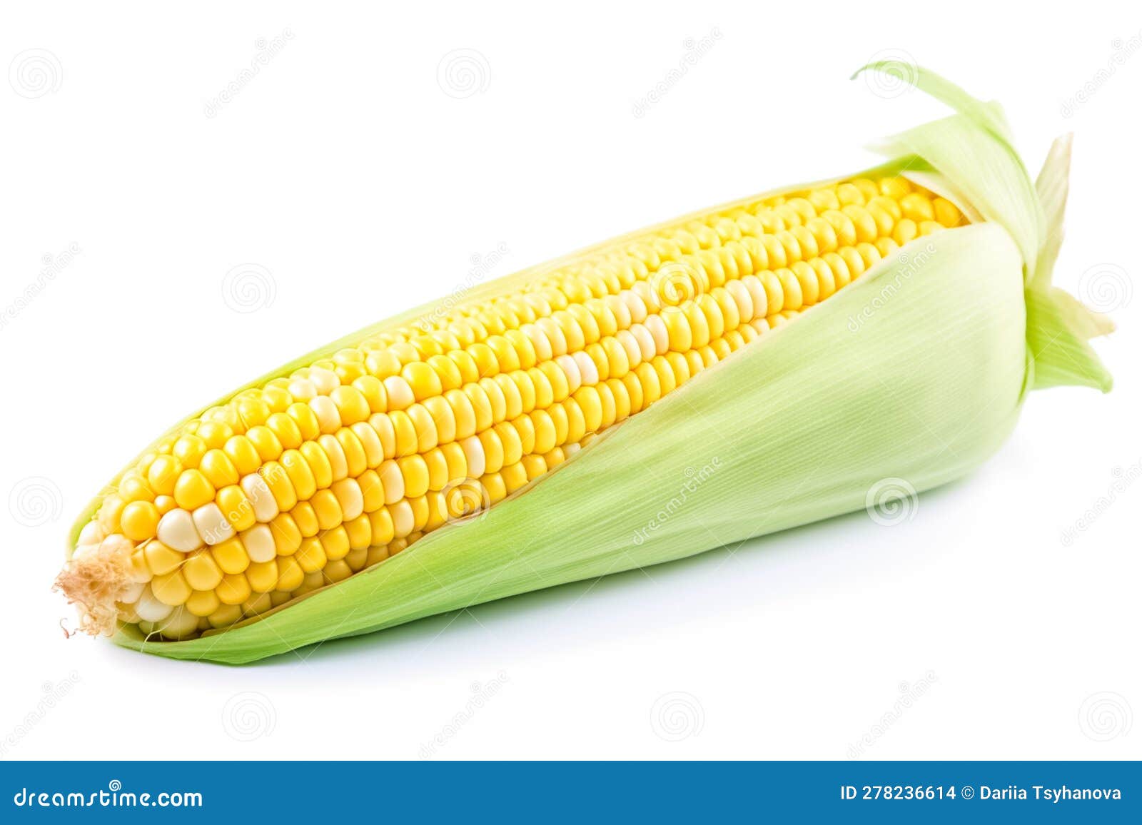 Single Ear of Corn Isolated on White Background. Stock Photo - Image of ...