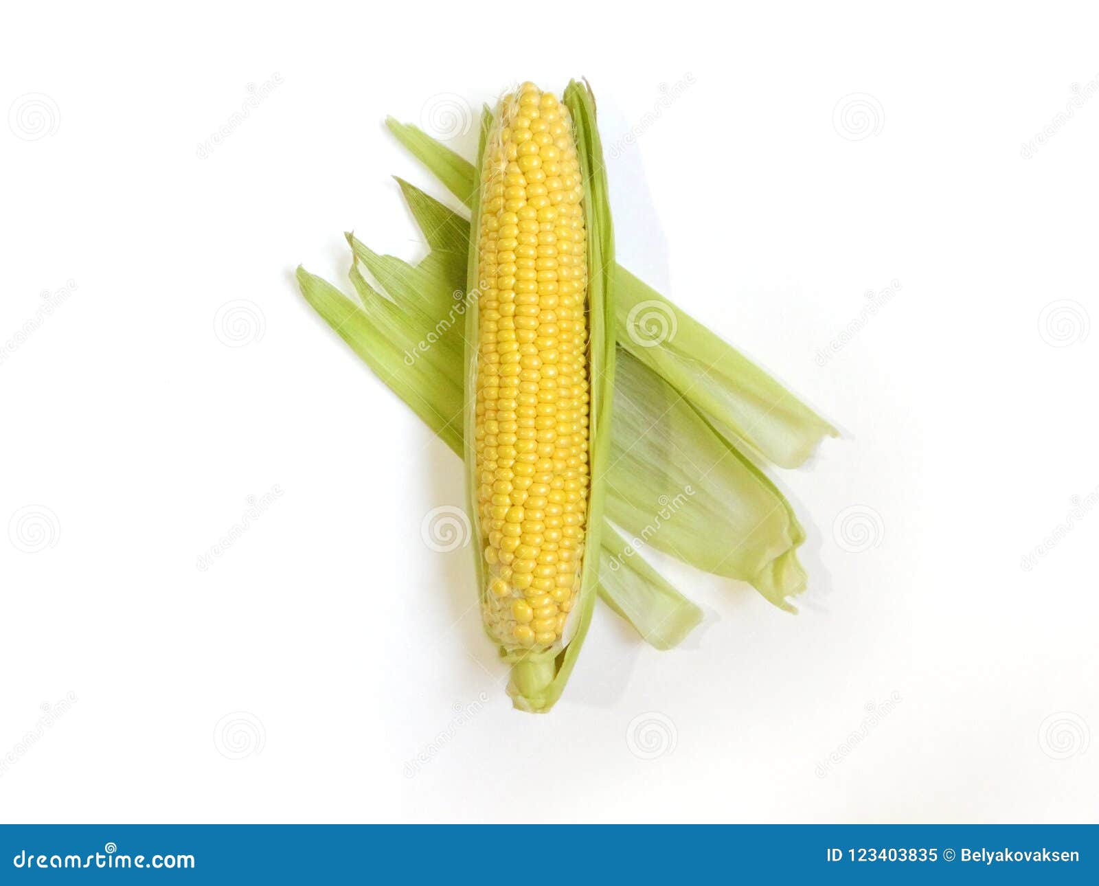 Single Ear of Corn with Leaves on White Background Stock Image - Image ...