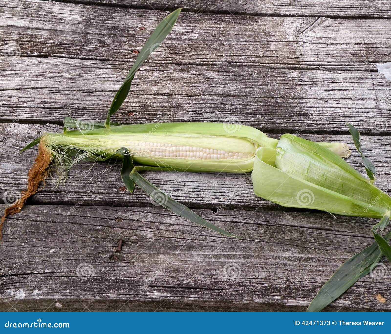 Single Ear of Fresh Picked Corn on the Cob Stock Image - Image of diet ...