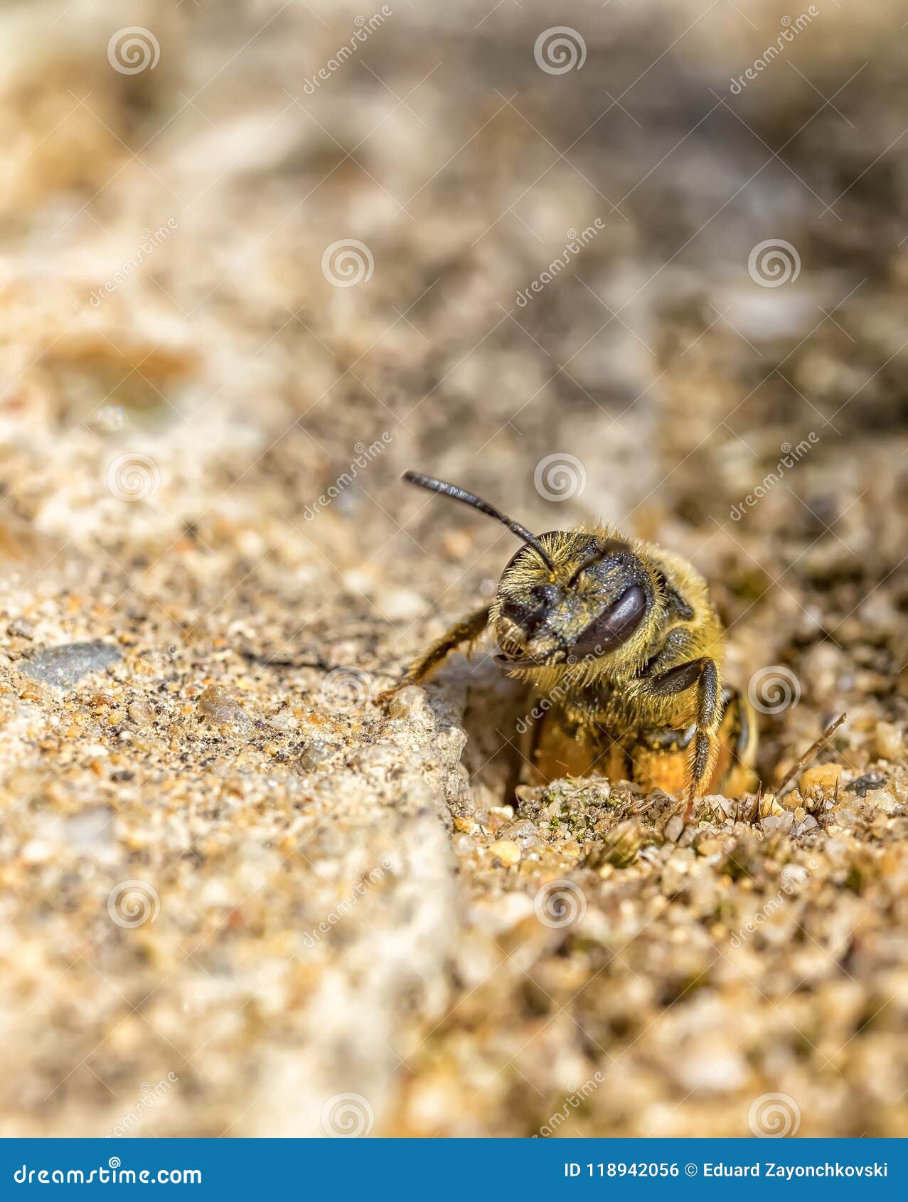 Single earth bee go out stock photo. Image of biology - 118942056
