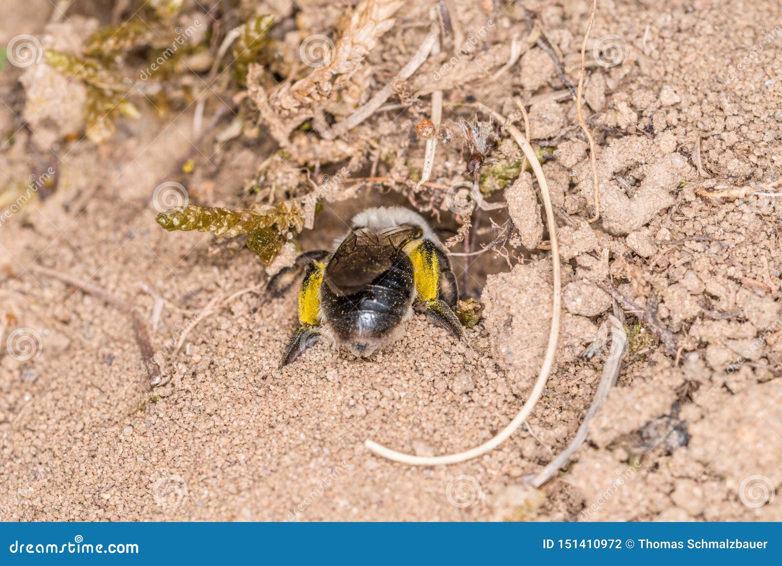 Pollen On The Ground In Spring Stock Photography | CartoonDealer.com ...