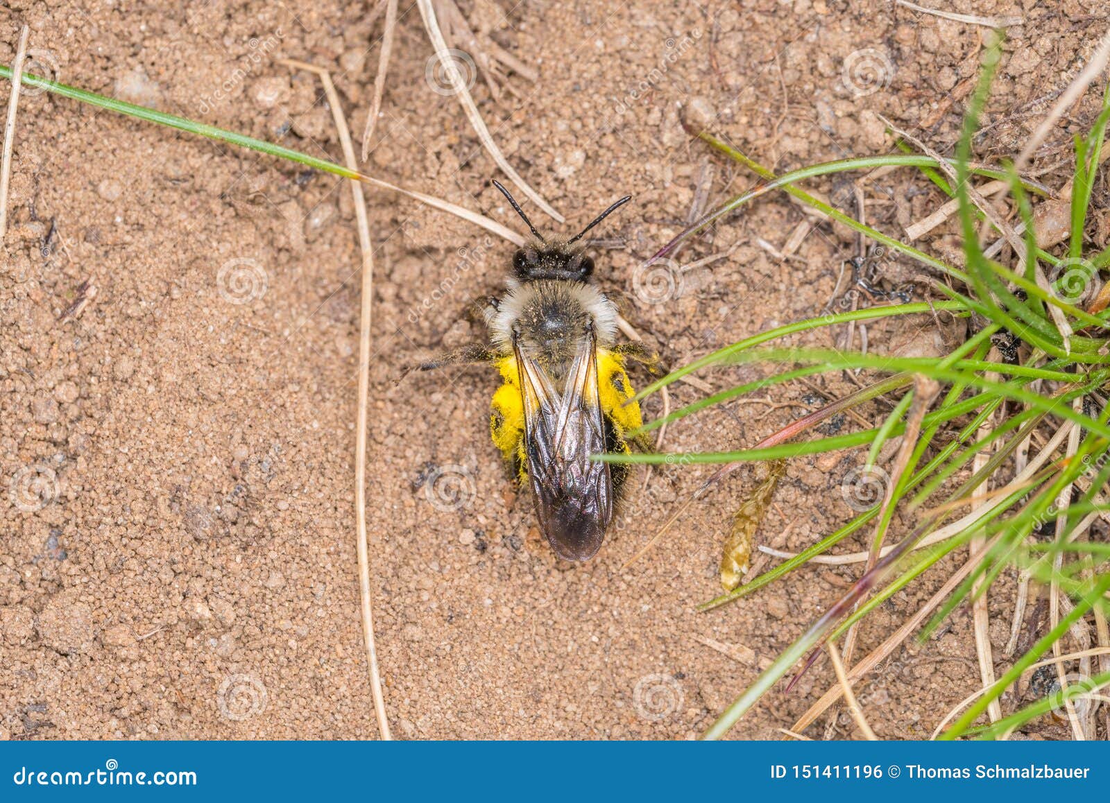 Single Earth Bee Male with Yellow Pollen on the Ground, Germany Stock ...