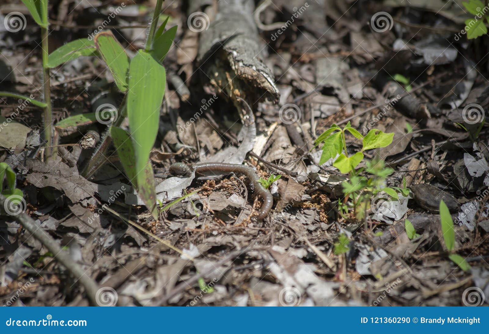 Earthworm on Forest Floor stock photo. Image of ecology - 121360290