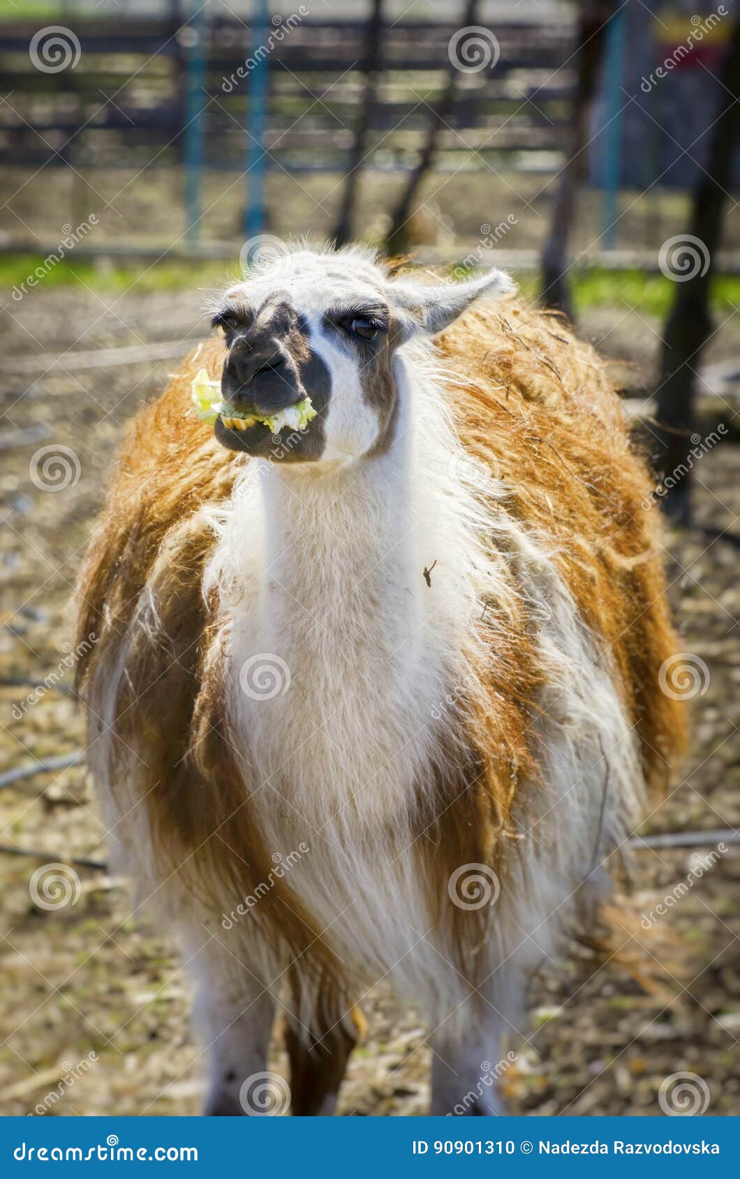 Single Eating Lama stock photo. Image of america, head - 90901310