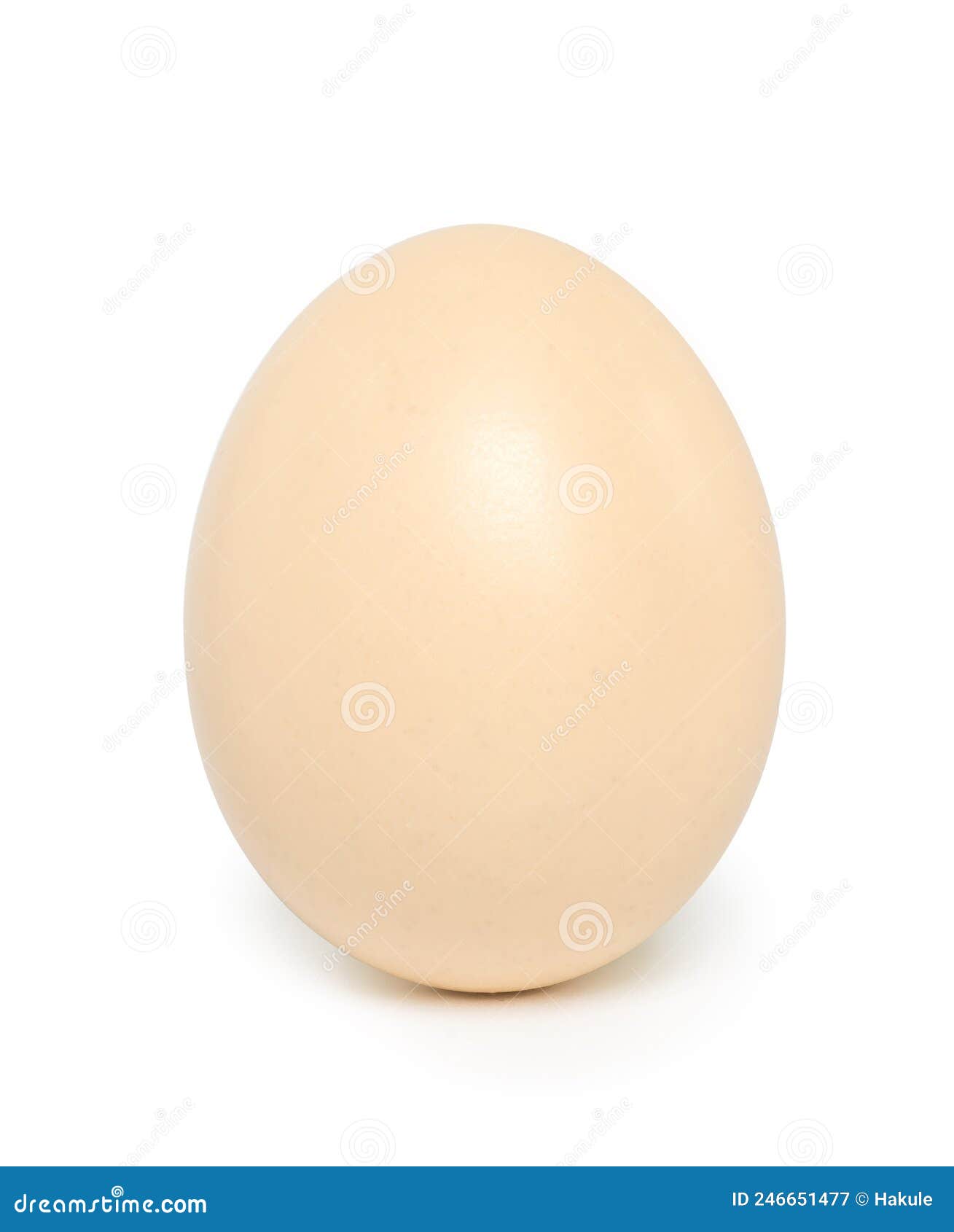 Single Egg Standing on White Background Stock Image - Image of food ...