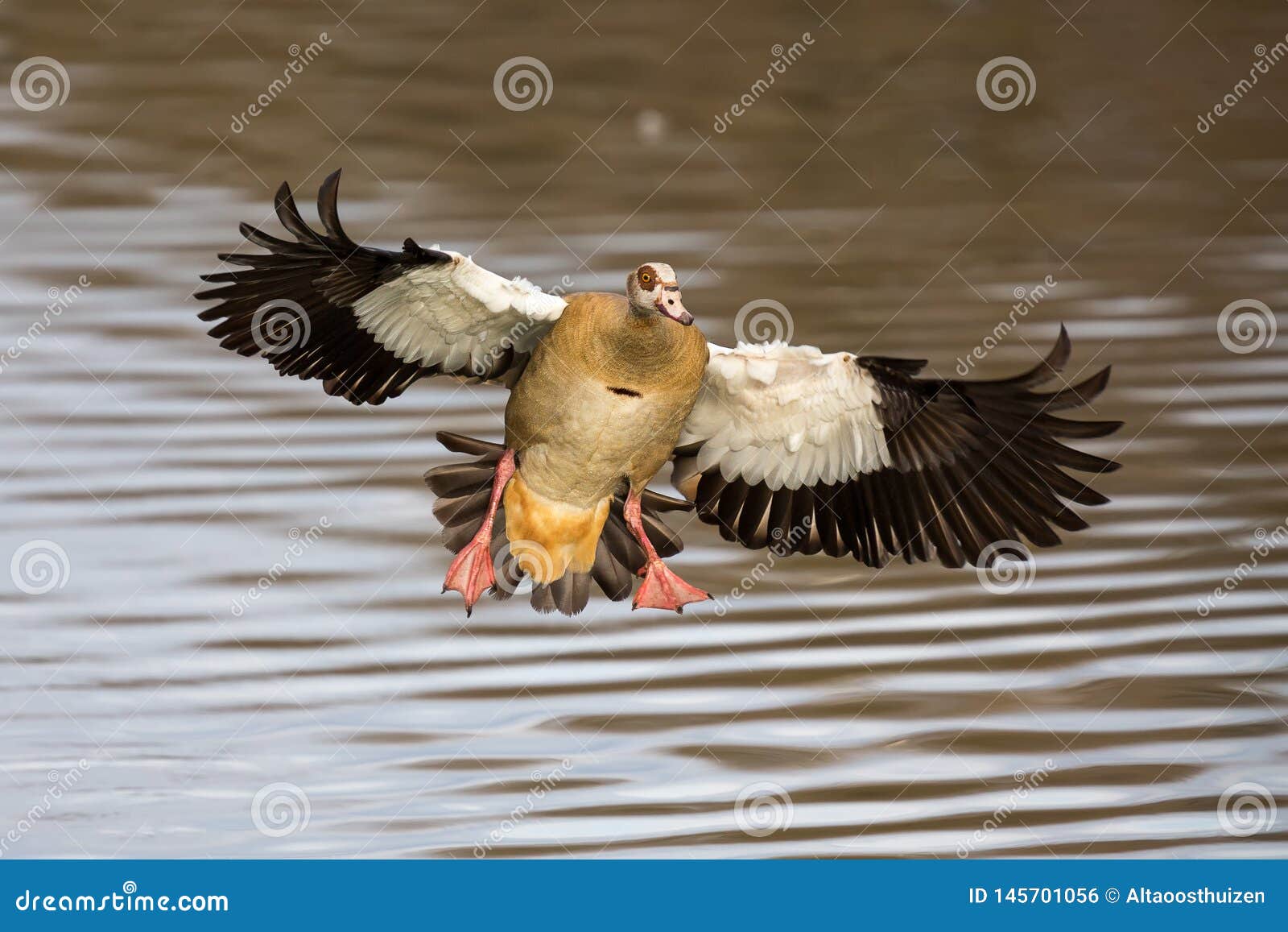 Single Egyptian Goose Landing with a Splash on a Pond Stock Photo ...