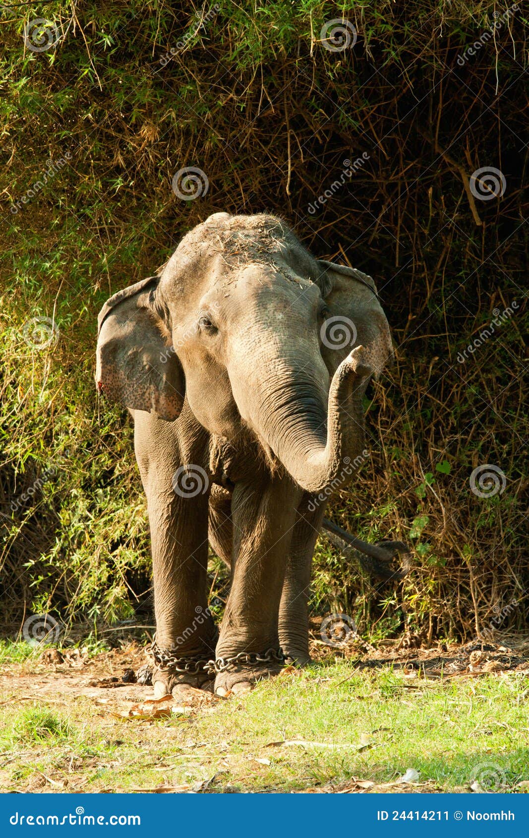 Single elephant stock image. Image of natural, protected - 24414211