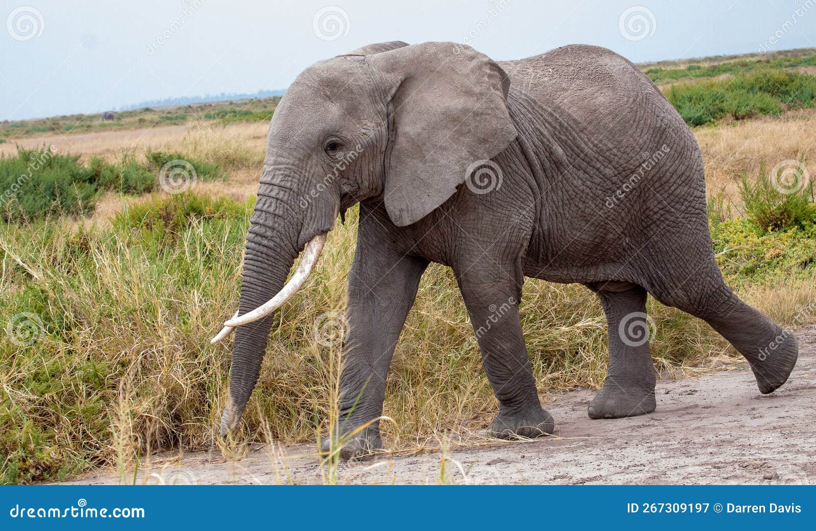 Single Elephant Standing With Forest Background. Stock Photography ...