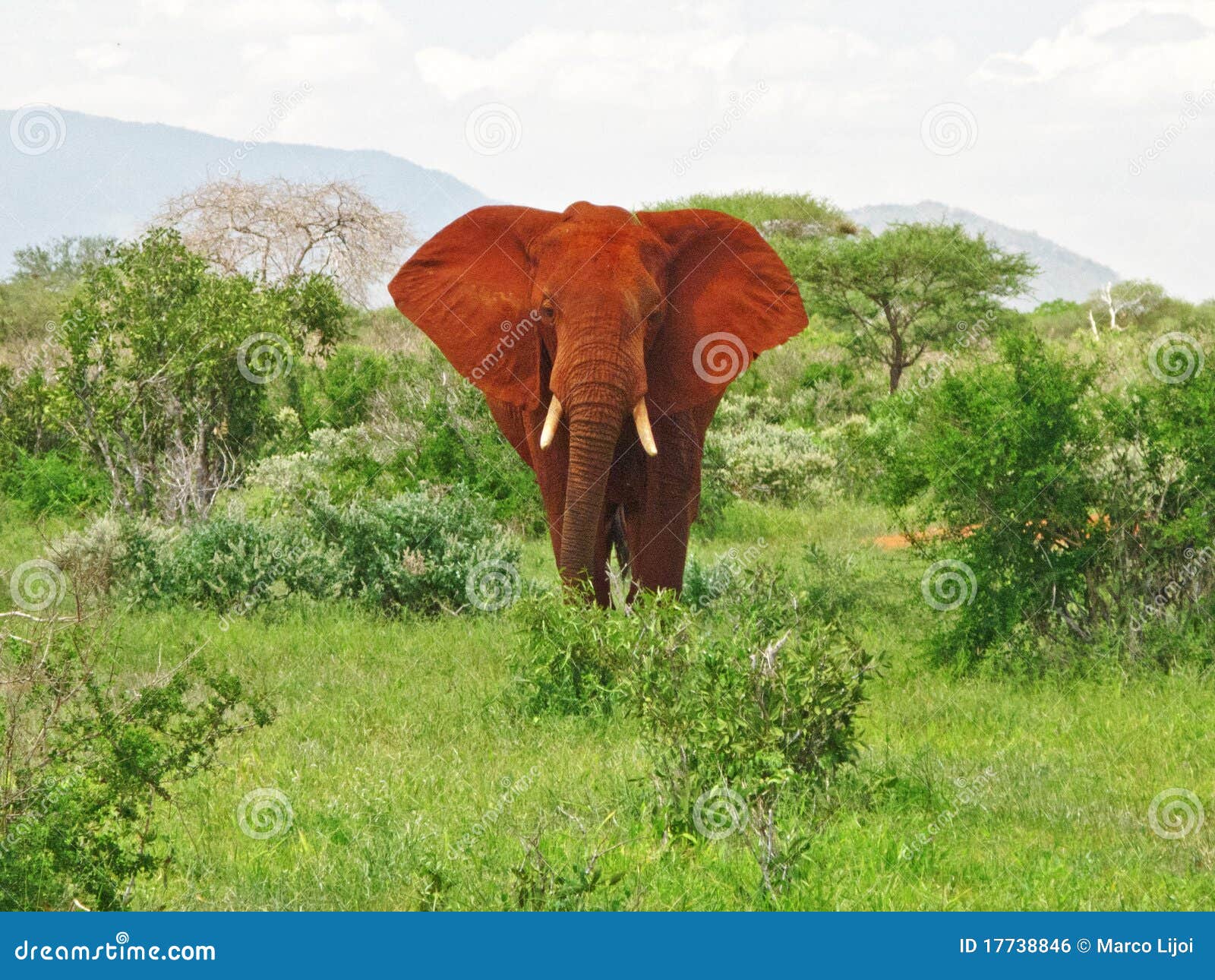 Single Elephant in Savannah Stock Photo - Image of herbivore, mammal ...
