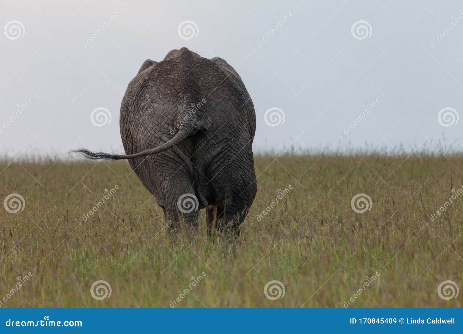 A Single Elephant on the Savannah Stock Image - Image of africa ...