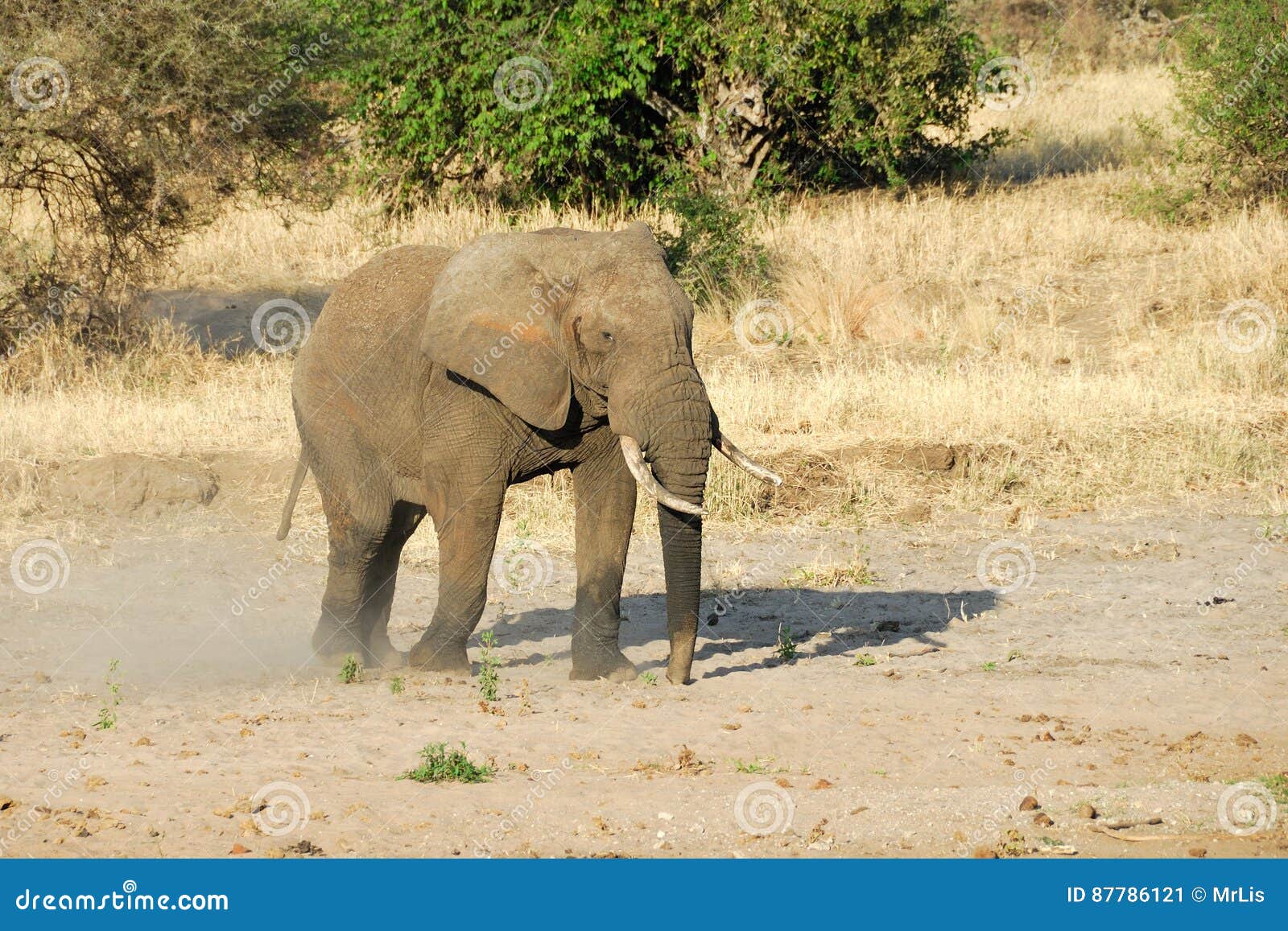 Single Elephant, Tarangire National Park, Tanzania Stock Image - Image ...