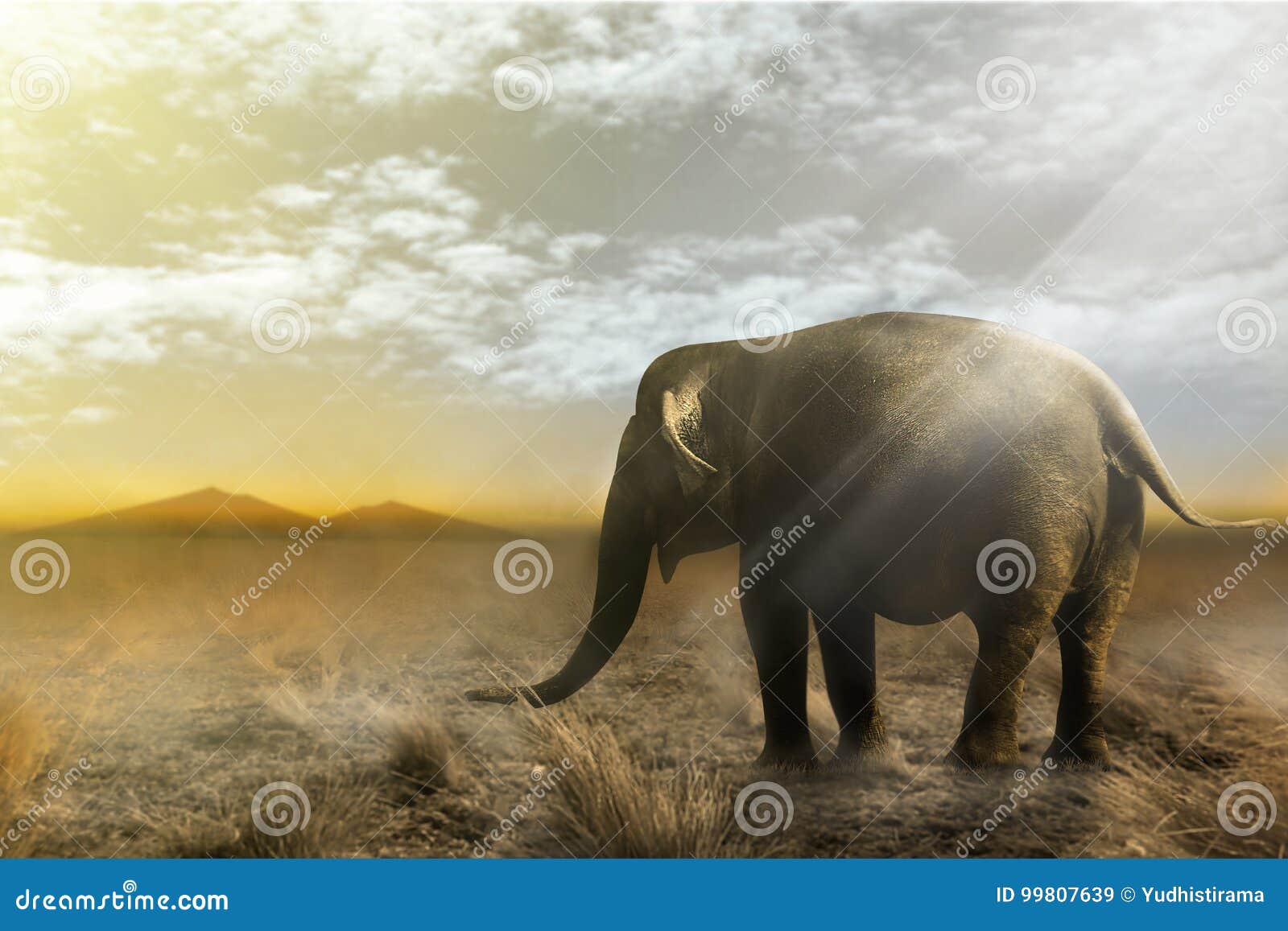 Single elephant walking stock image. Image of back, horizon - 99807639