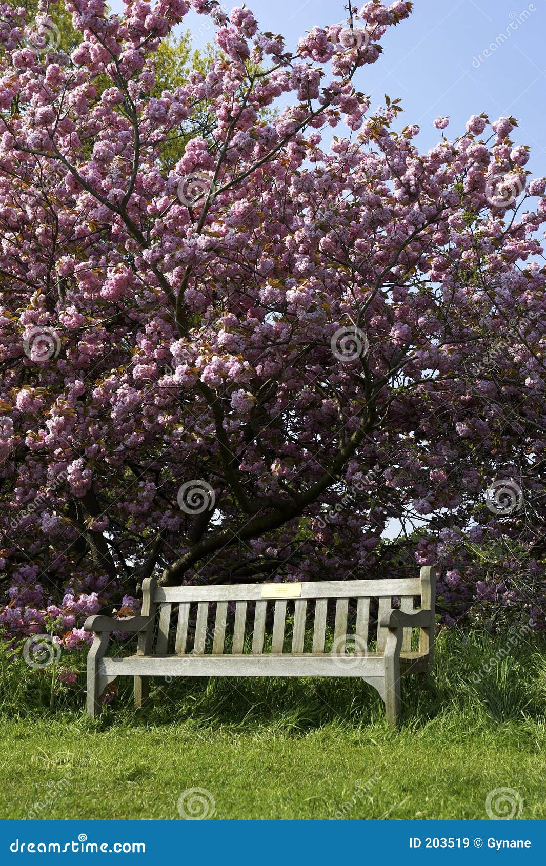 Single empty park bench stock image. Image of green, grass - 203519