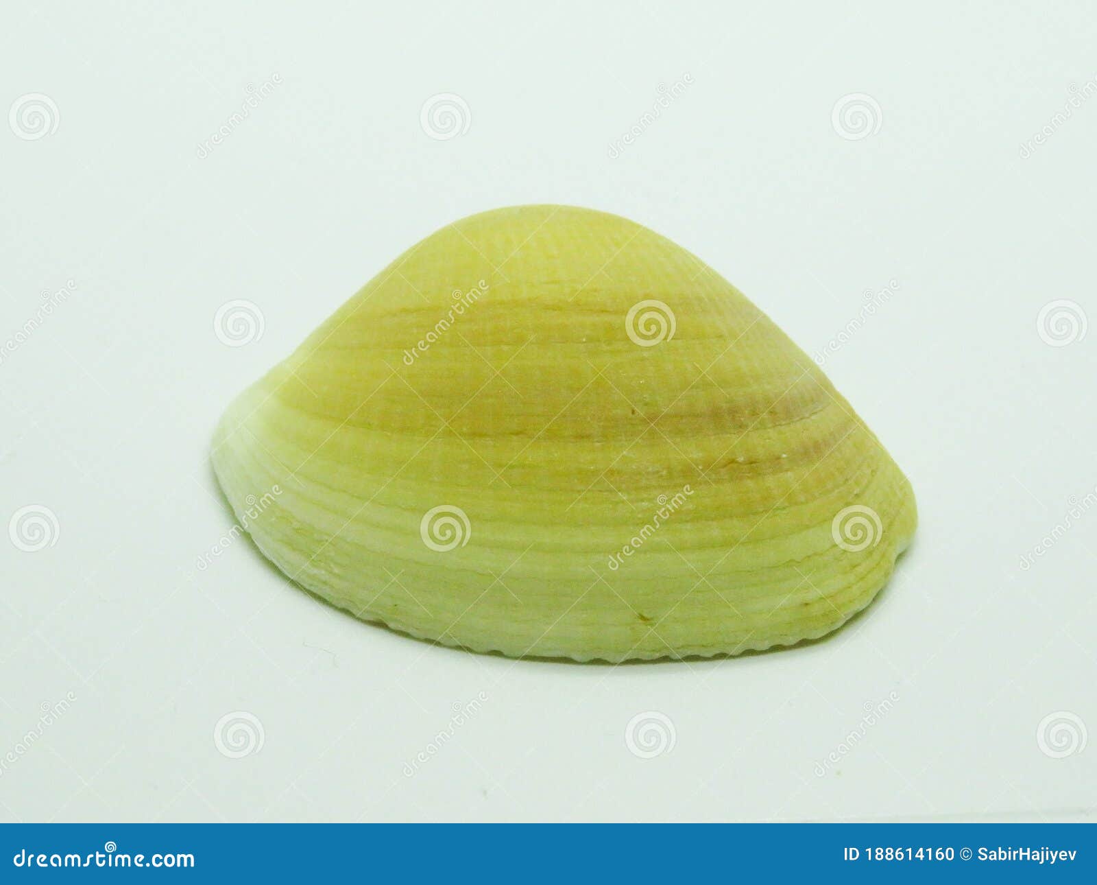 A Single Shell Isolated on White Background. Stock Photo - Image of ...