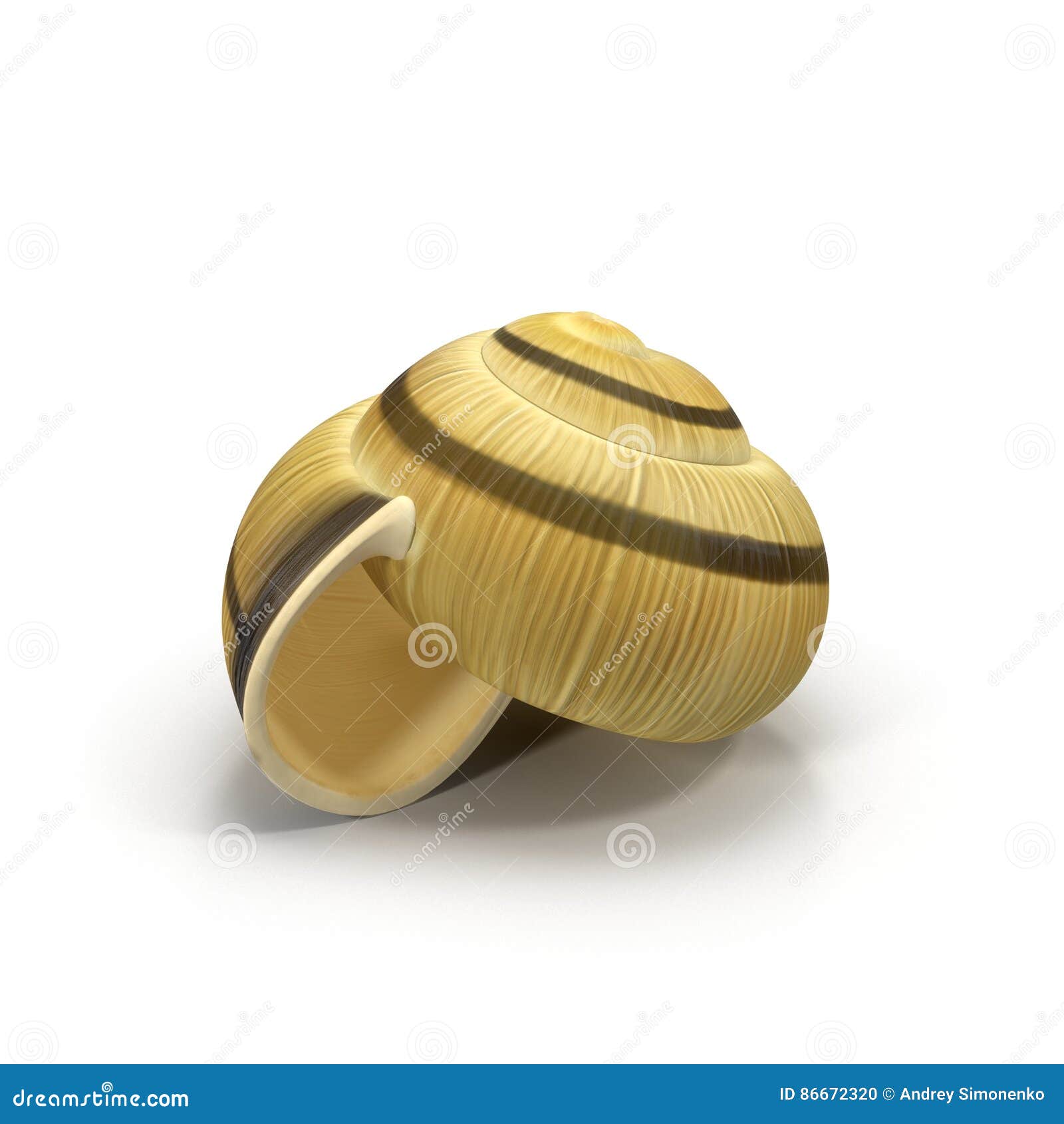 Snail Shell Illustration