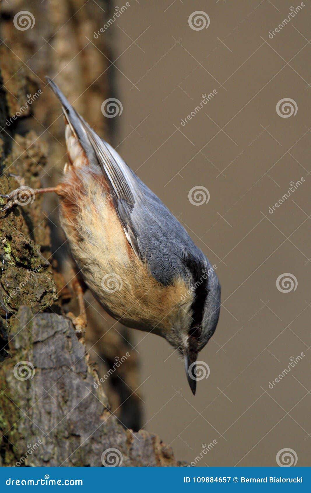 Single Eurasian Nuthatch Bird on Tree Trunk during a Spring Nest Stock ...