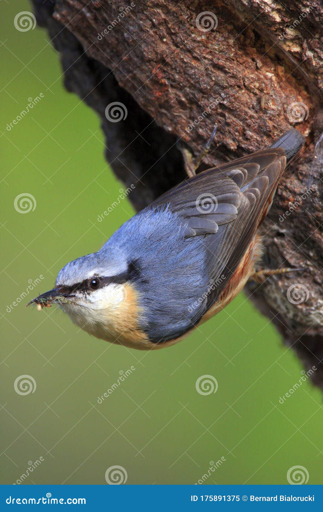 Single Eurasian Nuthatch Bird on Tree Trunk during a Spring Nesting ...