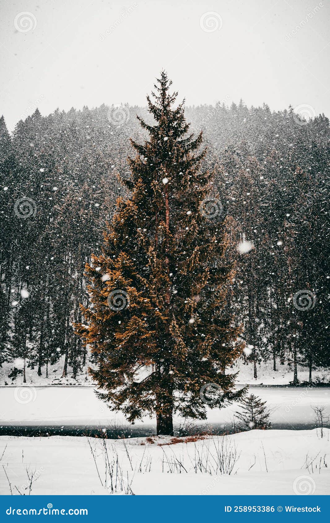Single Evergreen Tree in Snowfall during Winter Stock Photo - Image of ...