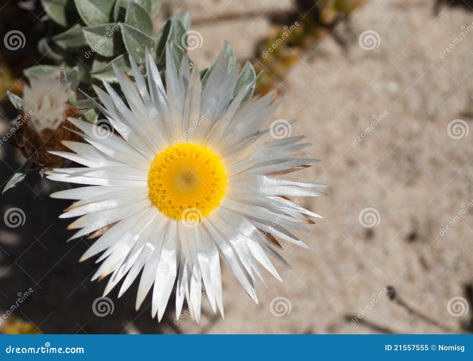 Single everlasting flower stock image. Image of sand - 21557555