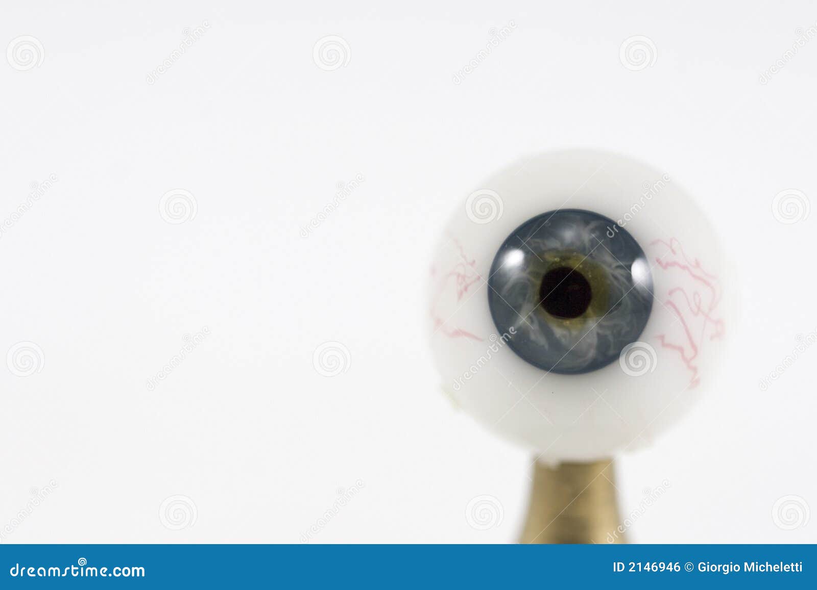 Single eye stock photo. Image of oculist, brows, glare - 2146946