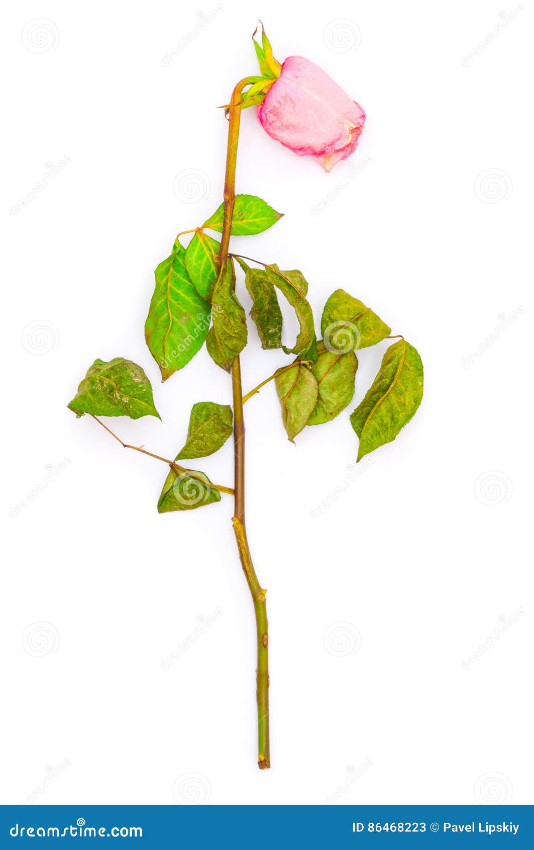 Single faded rose stock image. Image of rose, petal, plant - 86468223
