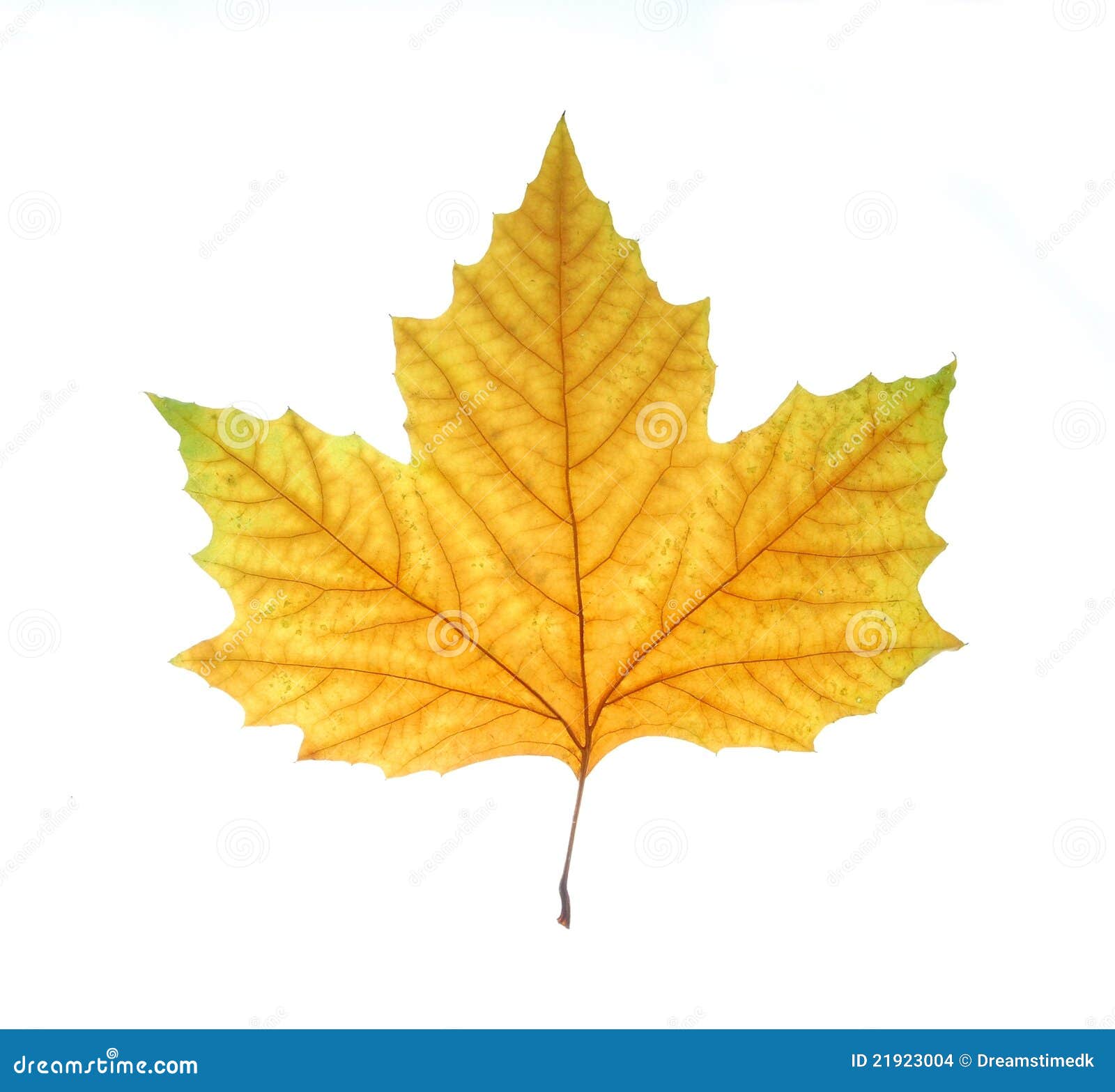 Single Fall Leaf Stock Images - Image: 21923004