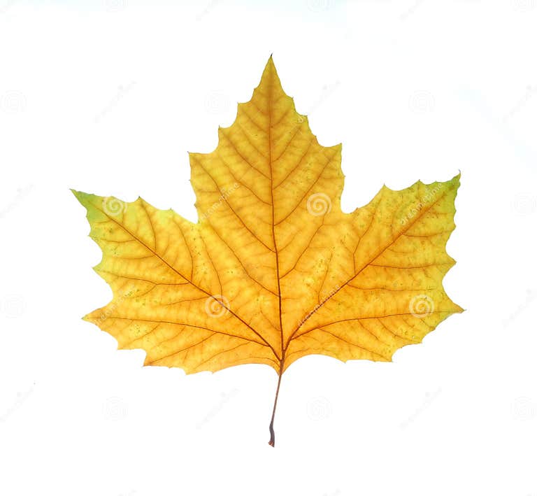Single fall leaf stock photo. Image of yellow, autumn - 21923004