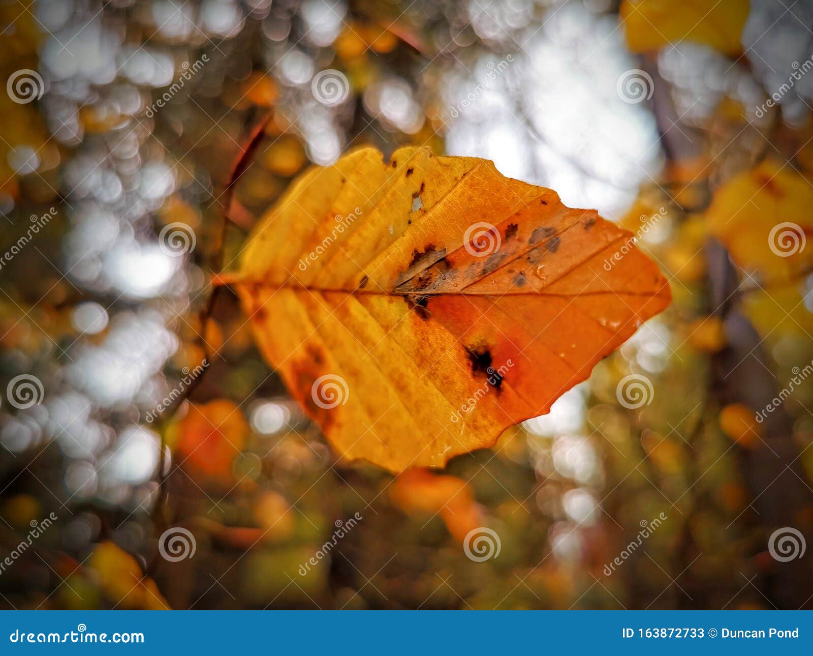 Single fall leaf on branch stock image. Image of mask - 163872733