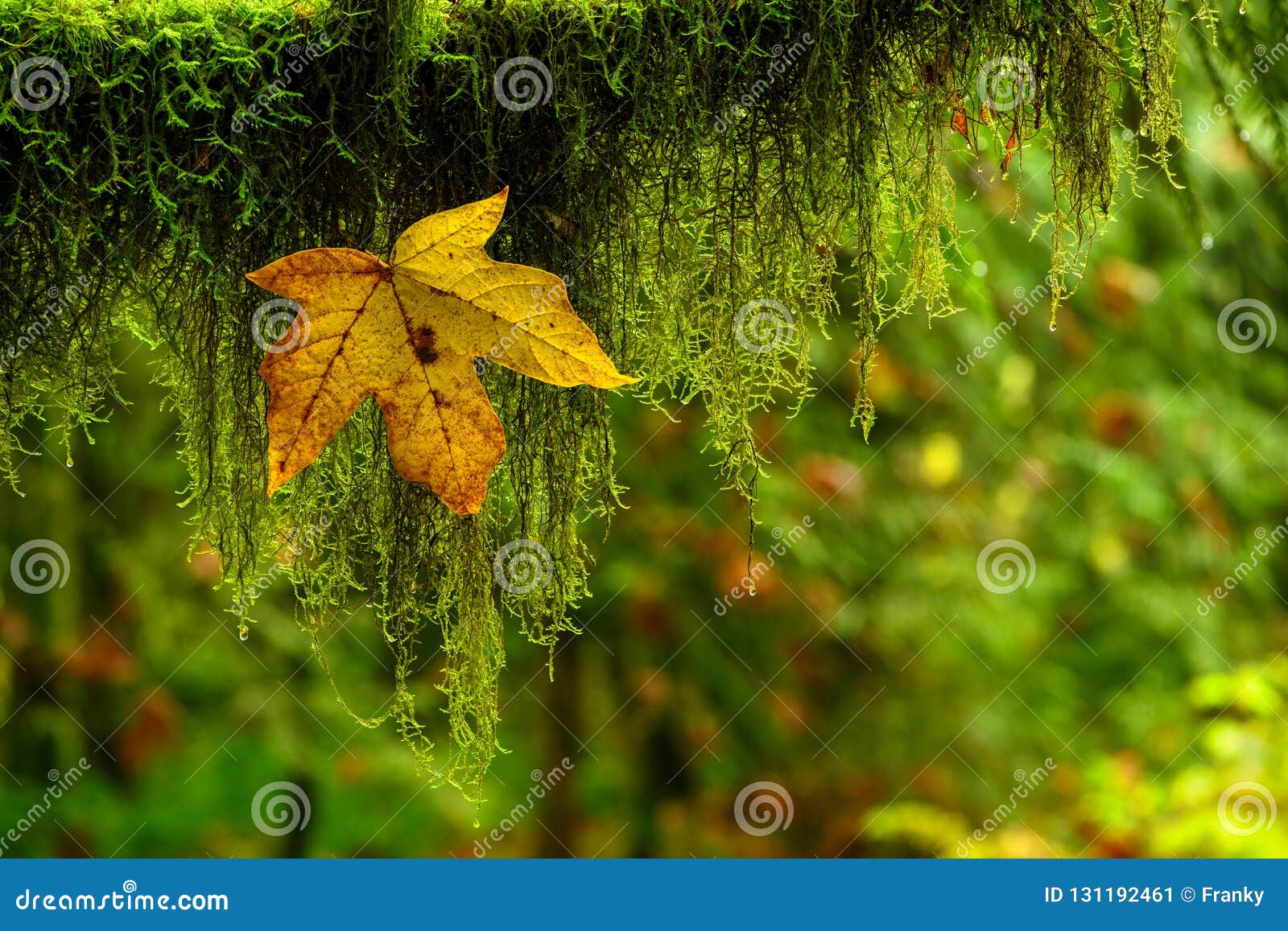 A Single Fall Leaf Hanged Up on a Mossy Tree Stock Image - Image of ...