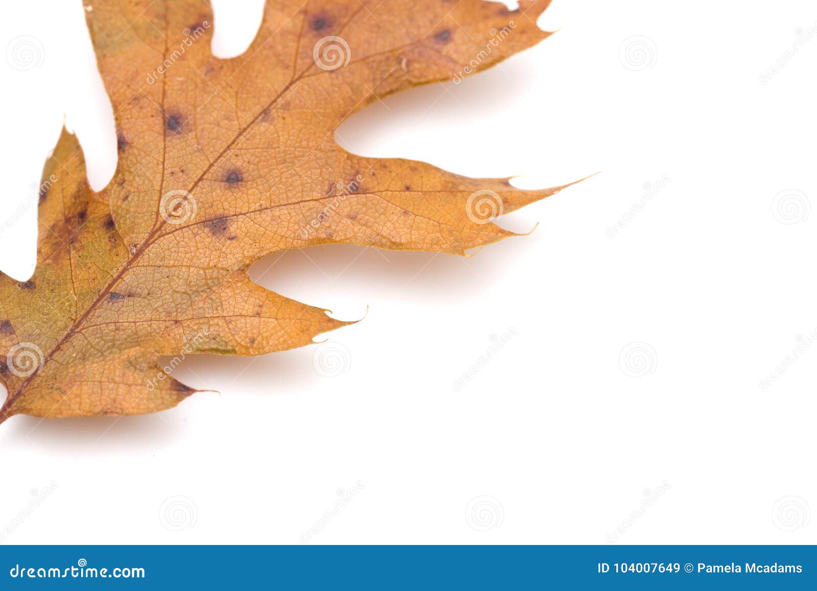 Fall Leaf Isolated on a White Background Stock Image - Image of space ...