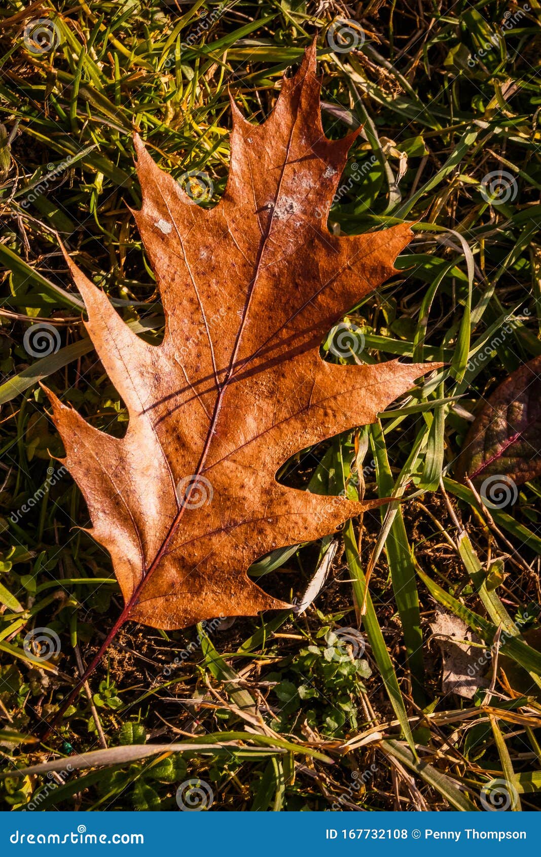 A single fall leaf stock photo. Image of sunlight, closeup - 167732108