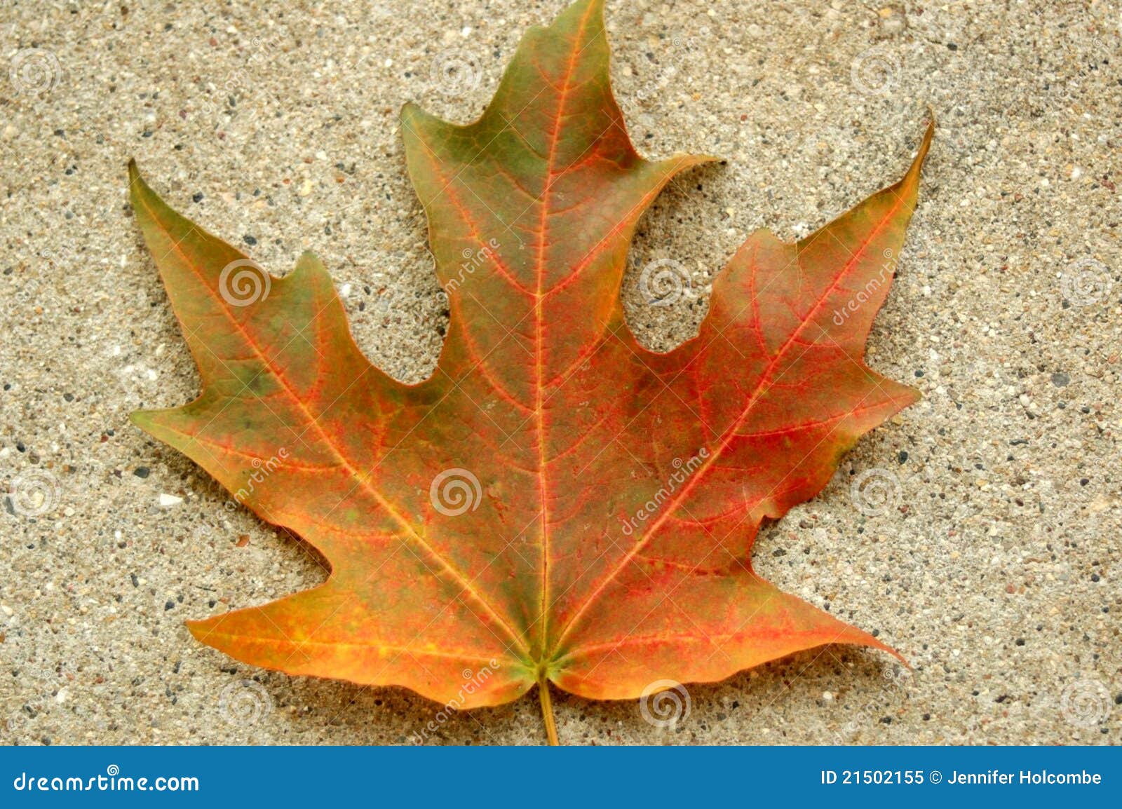 A Single Fall Leaf in Orange and Green Stock Image - Image of single ...