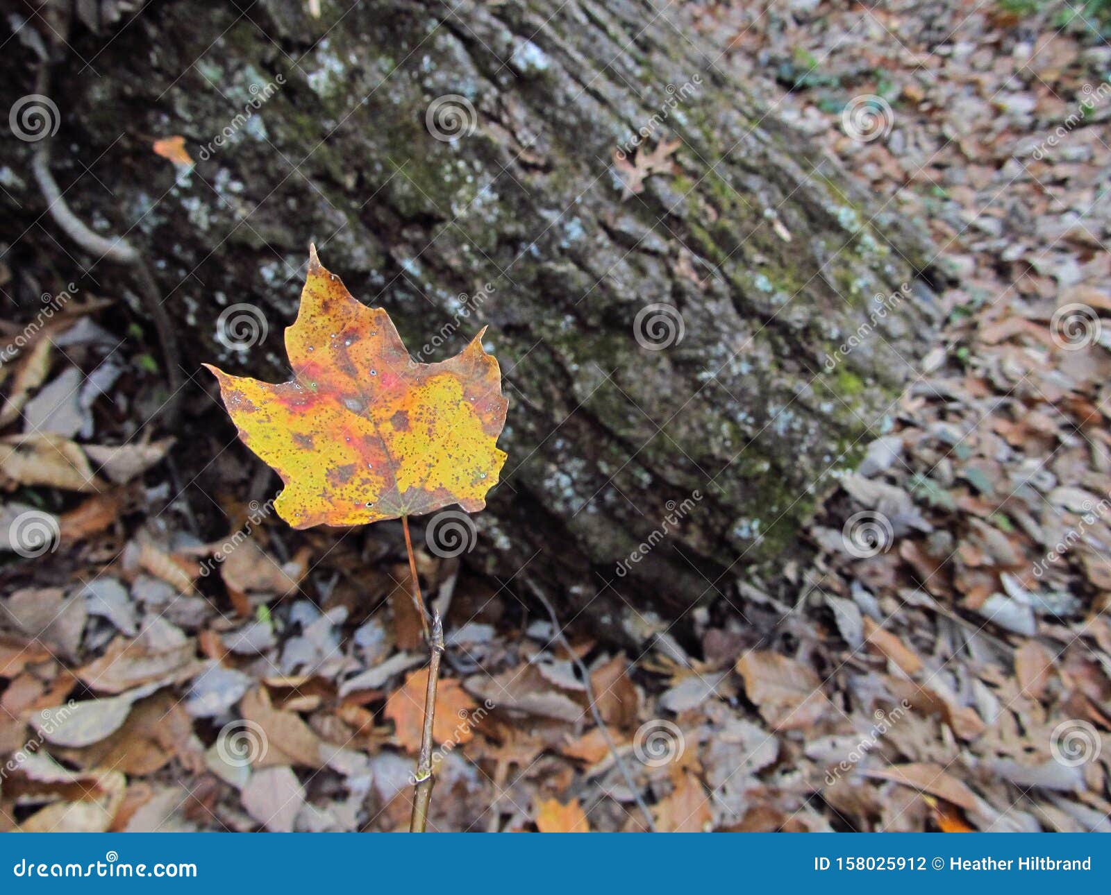Single Fall Leaf in the Greenway Stock Photo - Image of forest, leaves ...