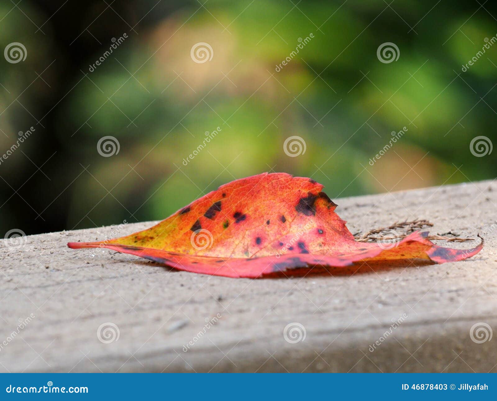 Single Fallen Autumn Leaf stock image. Image of landscape - 46878403