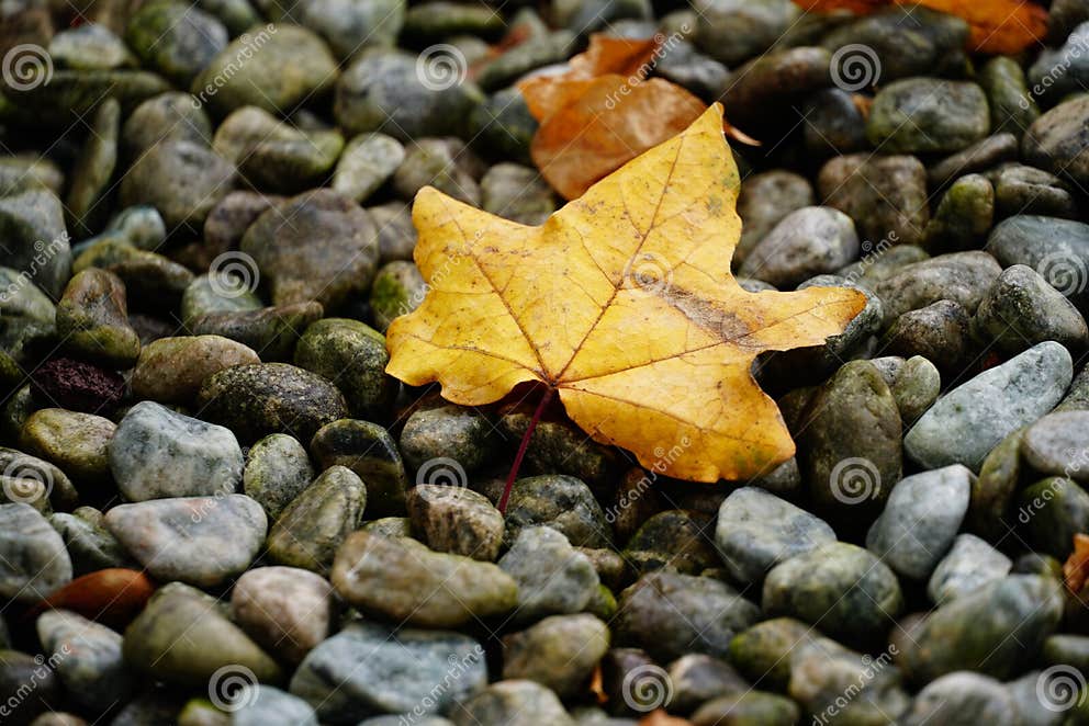 Single Fallen Leaf on Pebbles during Autumn Stock Photo - Image of rock ...