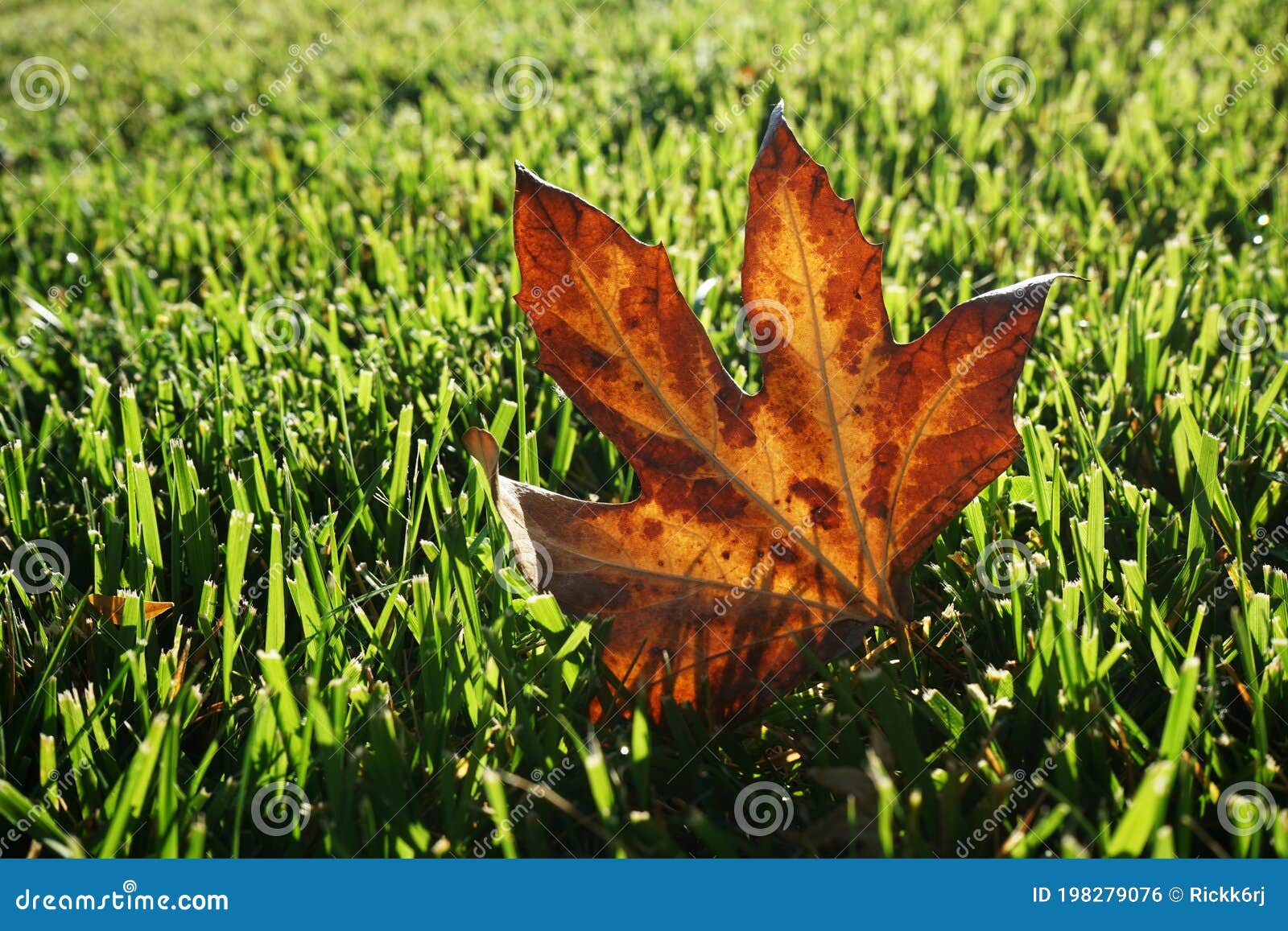 Single Fallen Oak Leaf on Green Grass Stock Photo - Image of macro ...