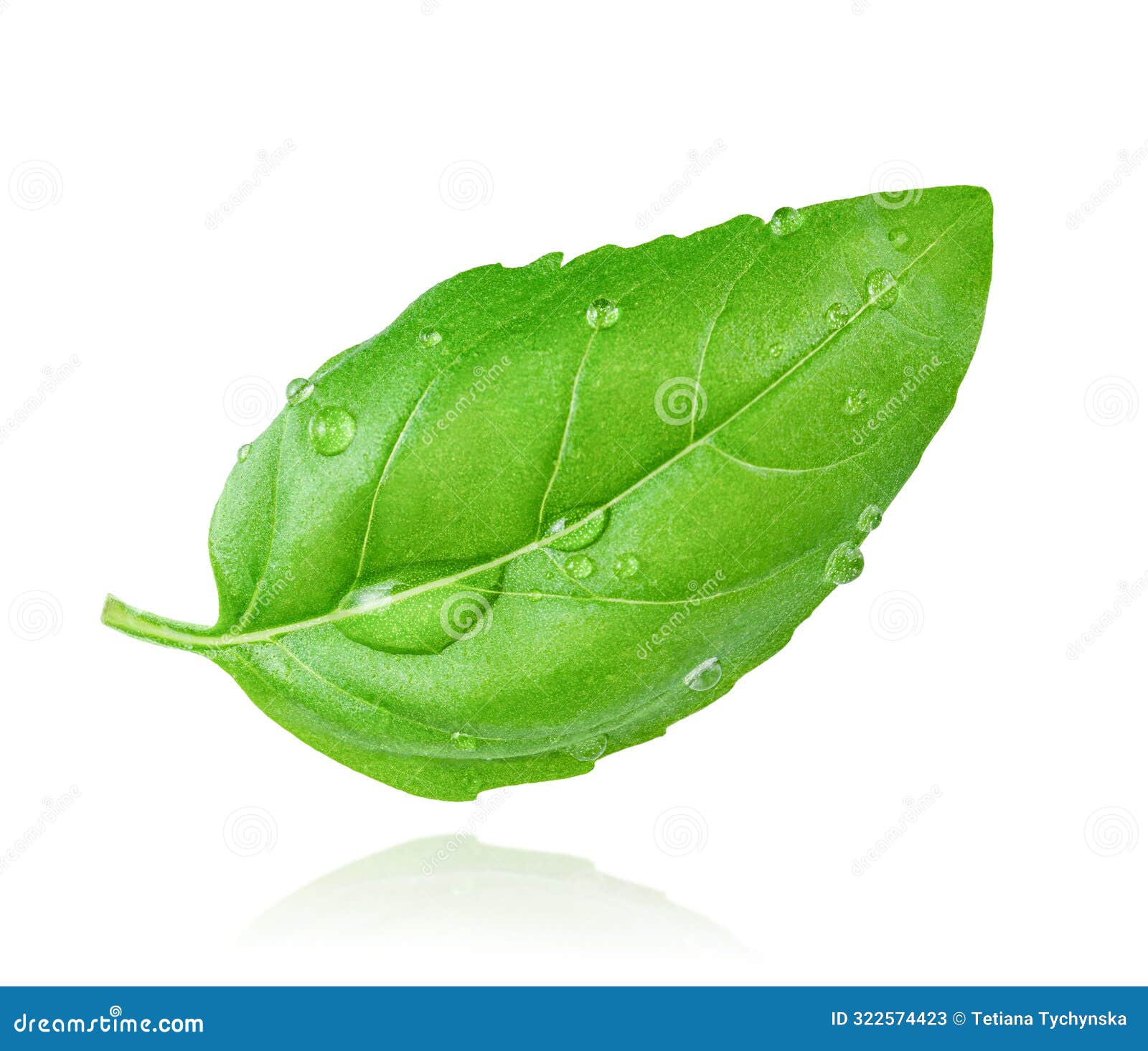 Single Falling Basil Leaf with Water Drops Isolated on White Background ...