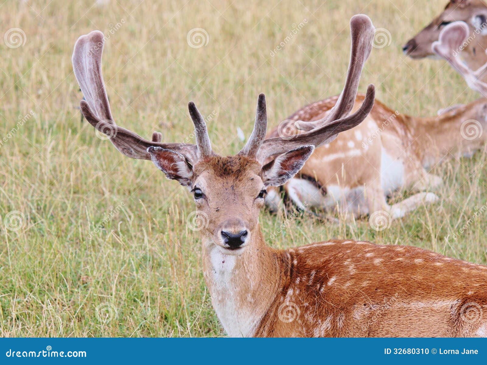 Deer Fallow Stag Looking at Camera Stock Photo - Image of hind, meadow ...