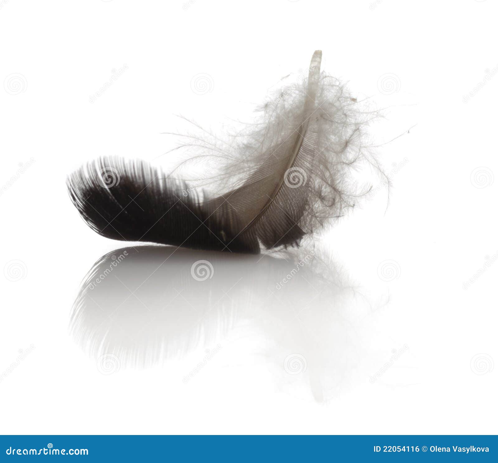 Single Feather Royalty Free Stock Image - Image: 22054116
