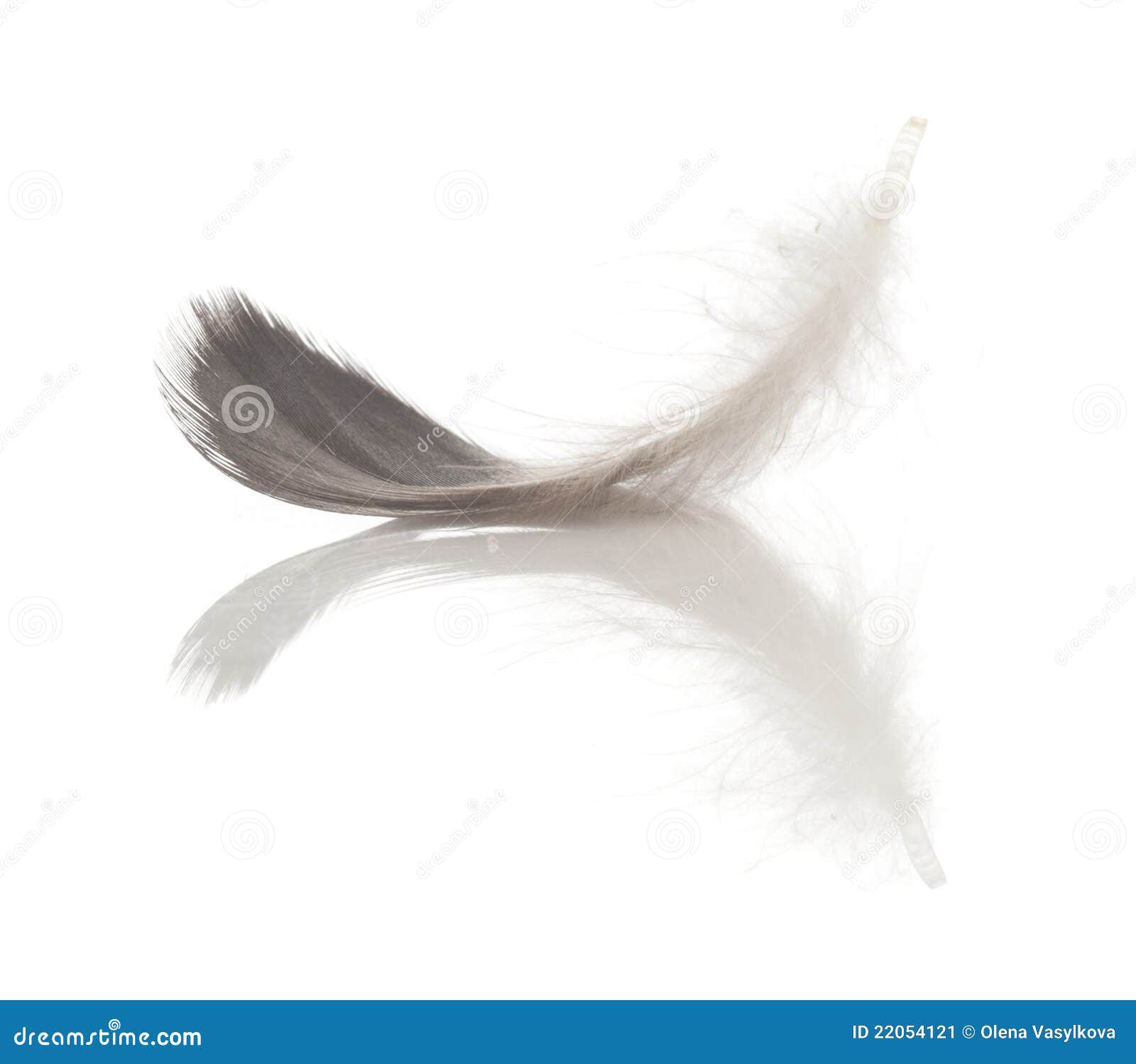 Single feather stock image. Image of object, literature - 22054121