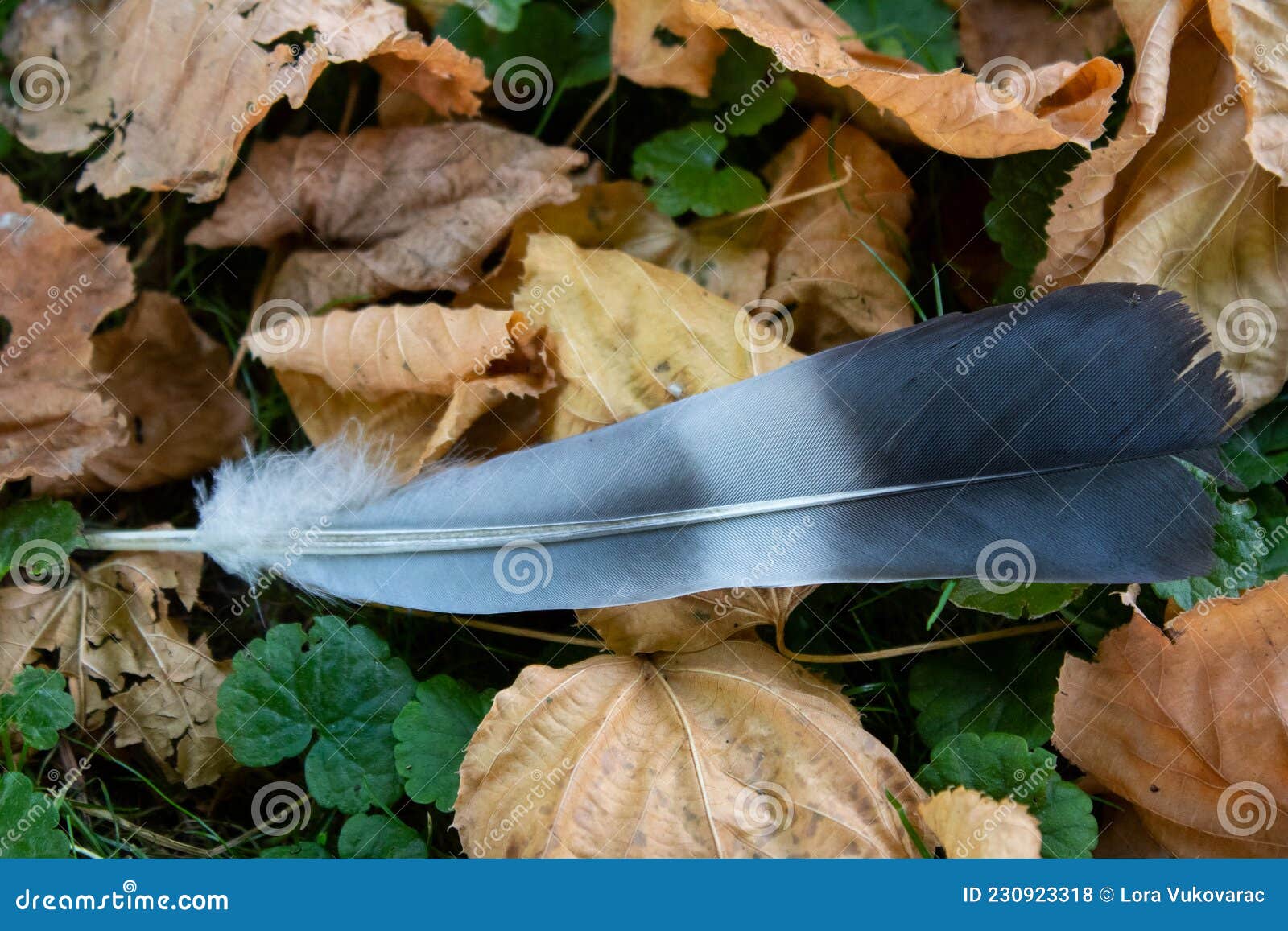 A Single Feather on Autumn Leaves Stock Photo - Image of feather, birds ...