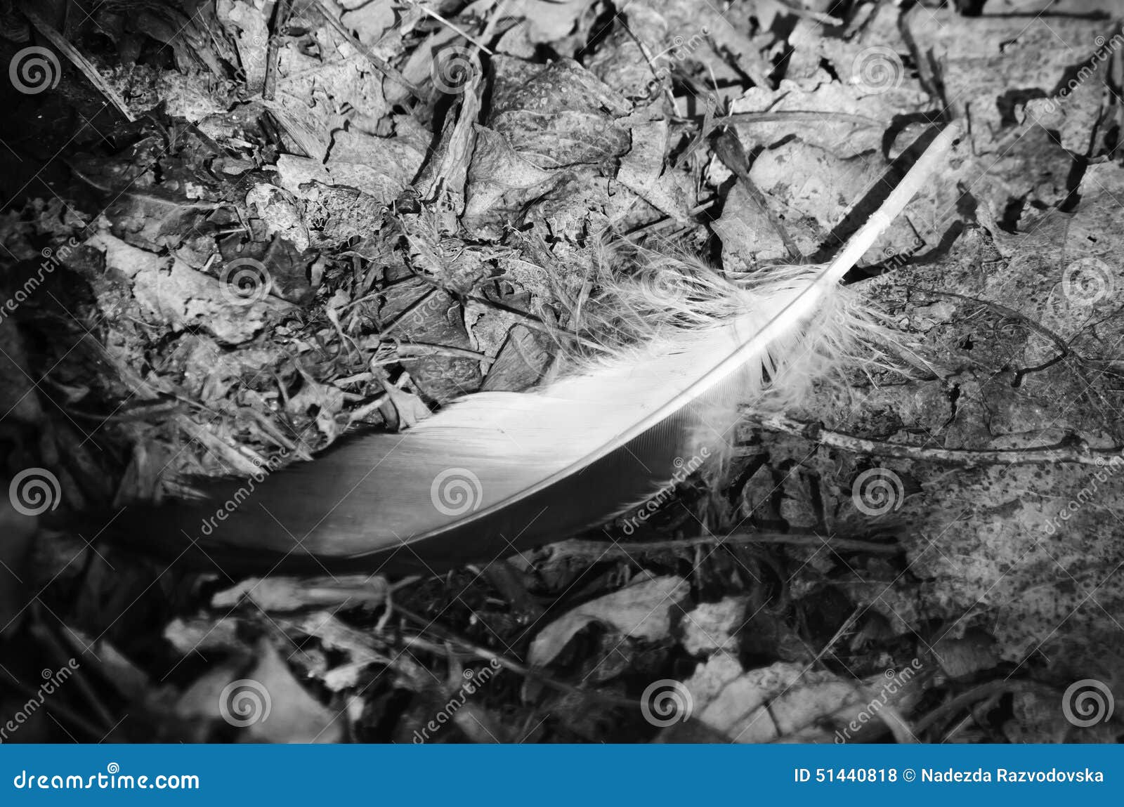 Single Feather stock photo. Image of single, bird, nature - 51440818