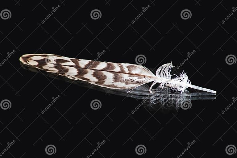 Single Feather on Black 14481 Stock Photo - Image of fragile, isolated ...