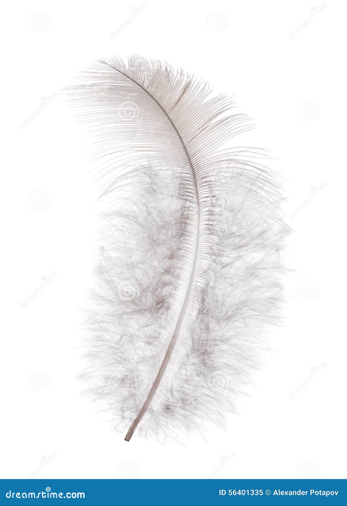 Single Feather with Grey Down Stock Image - Image of purity, white ...