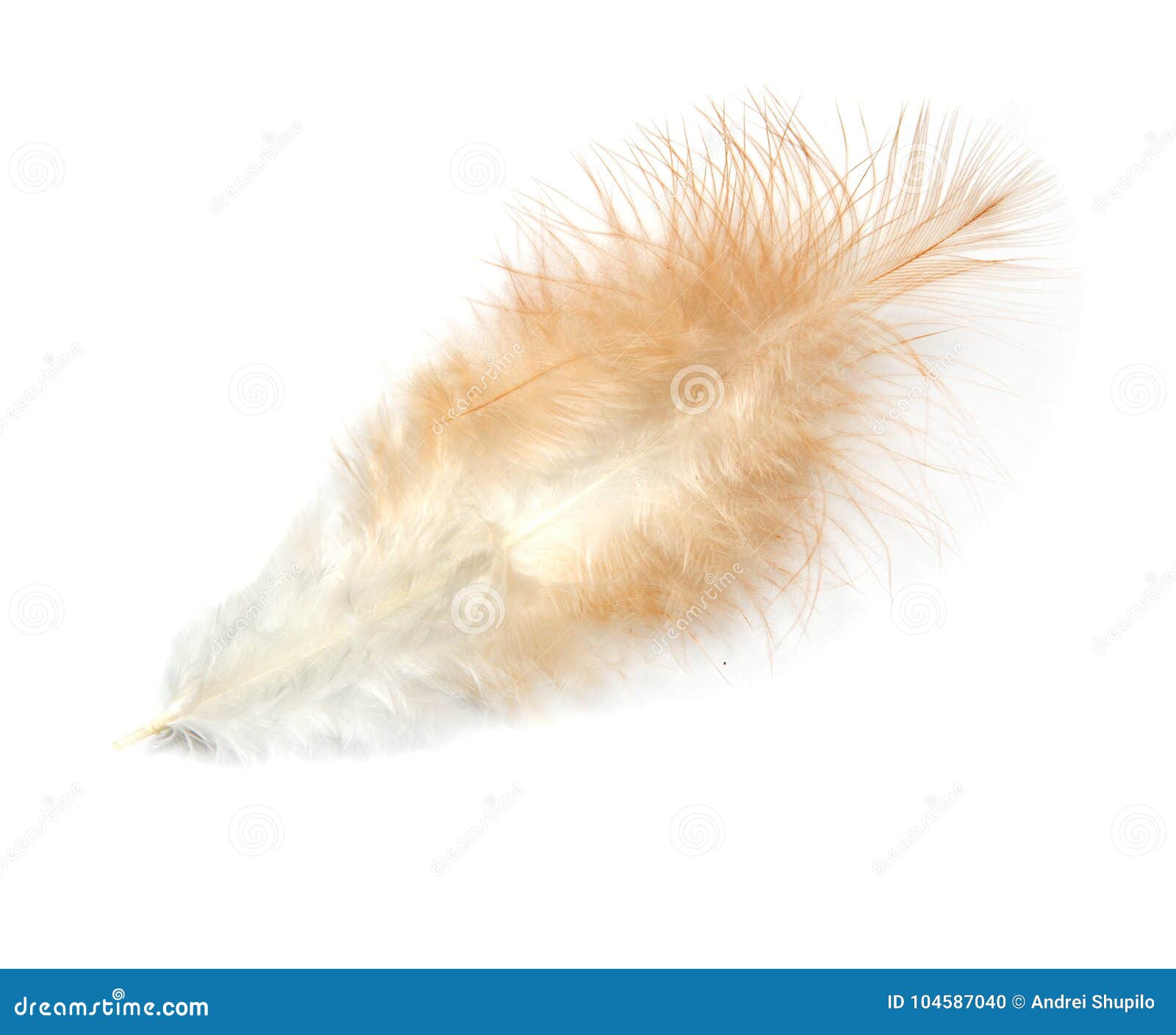 Single Feather Isolated on White Background Stock Photo - Image of ...