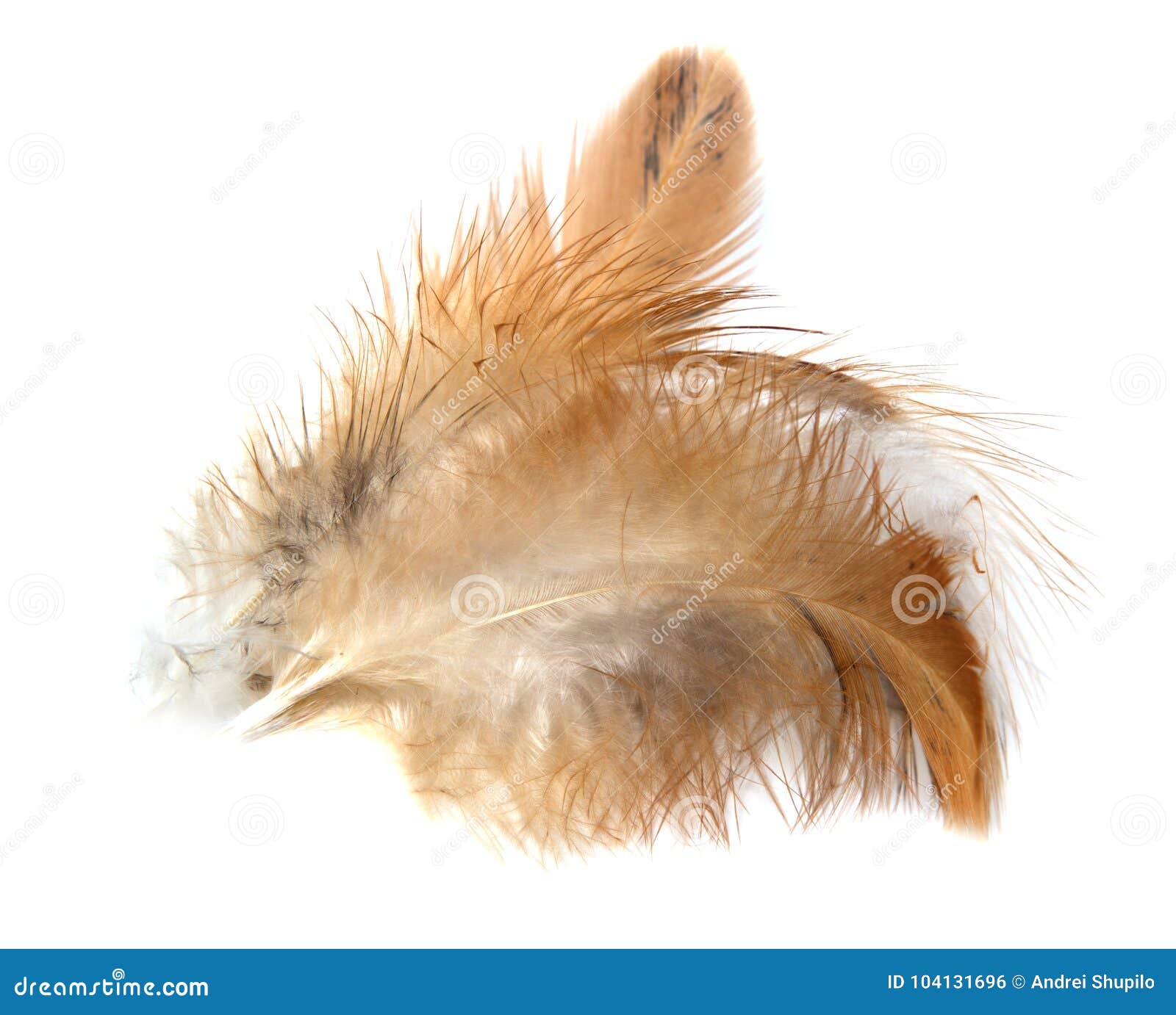 Single Feather Isolated on White Background Stock Photo - Image of ...